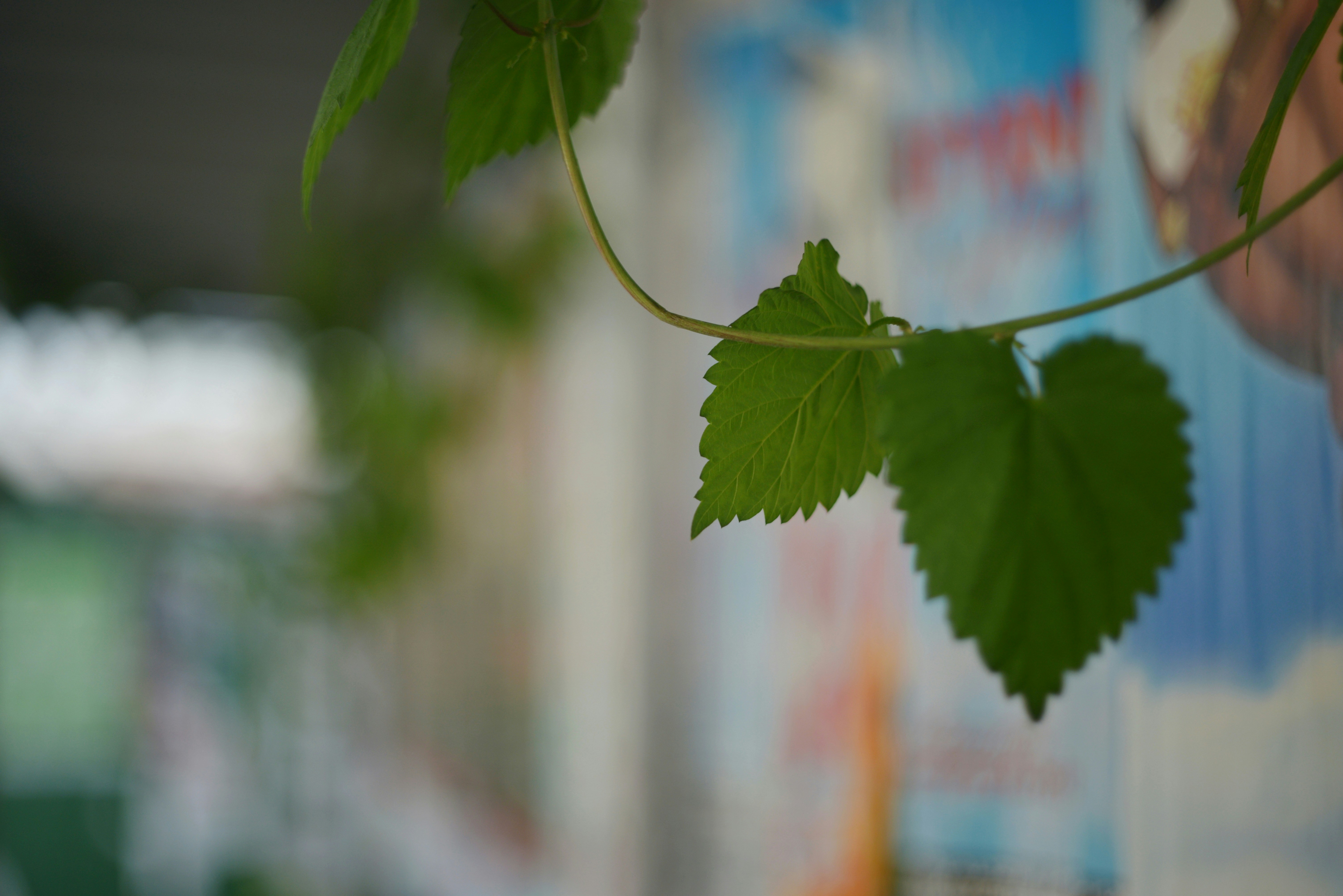 Hanging Green: A Vine’s Focus Against an Urban Backdrop