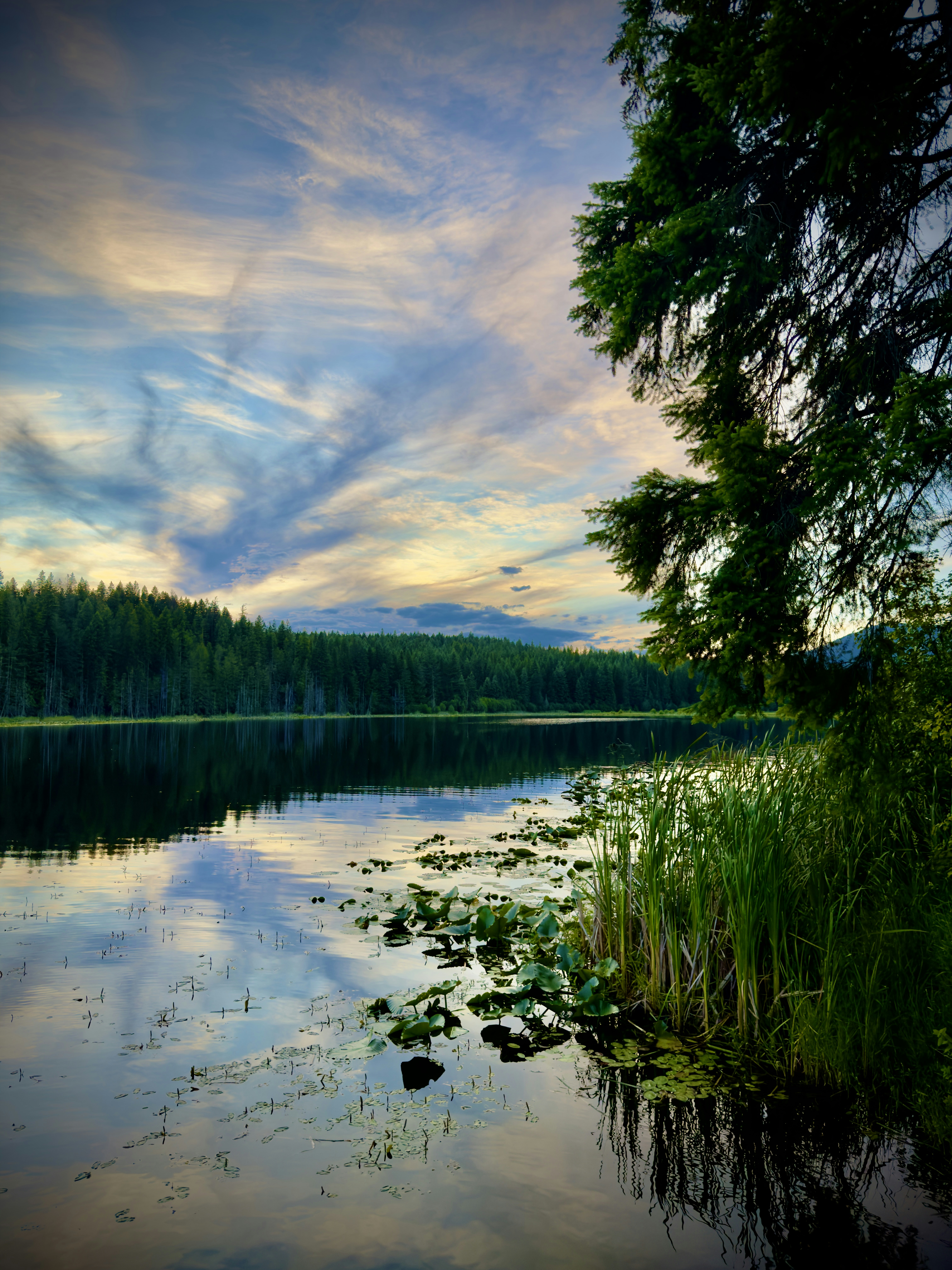 Silence at the Edge: Lake, Sky, and Skyward Pines