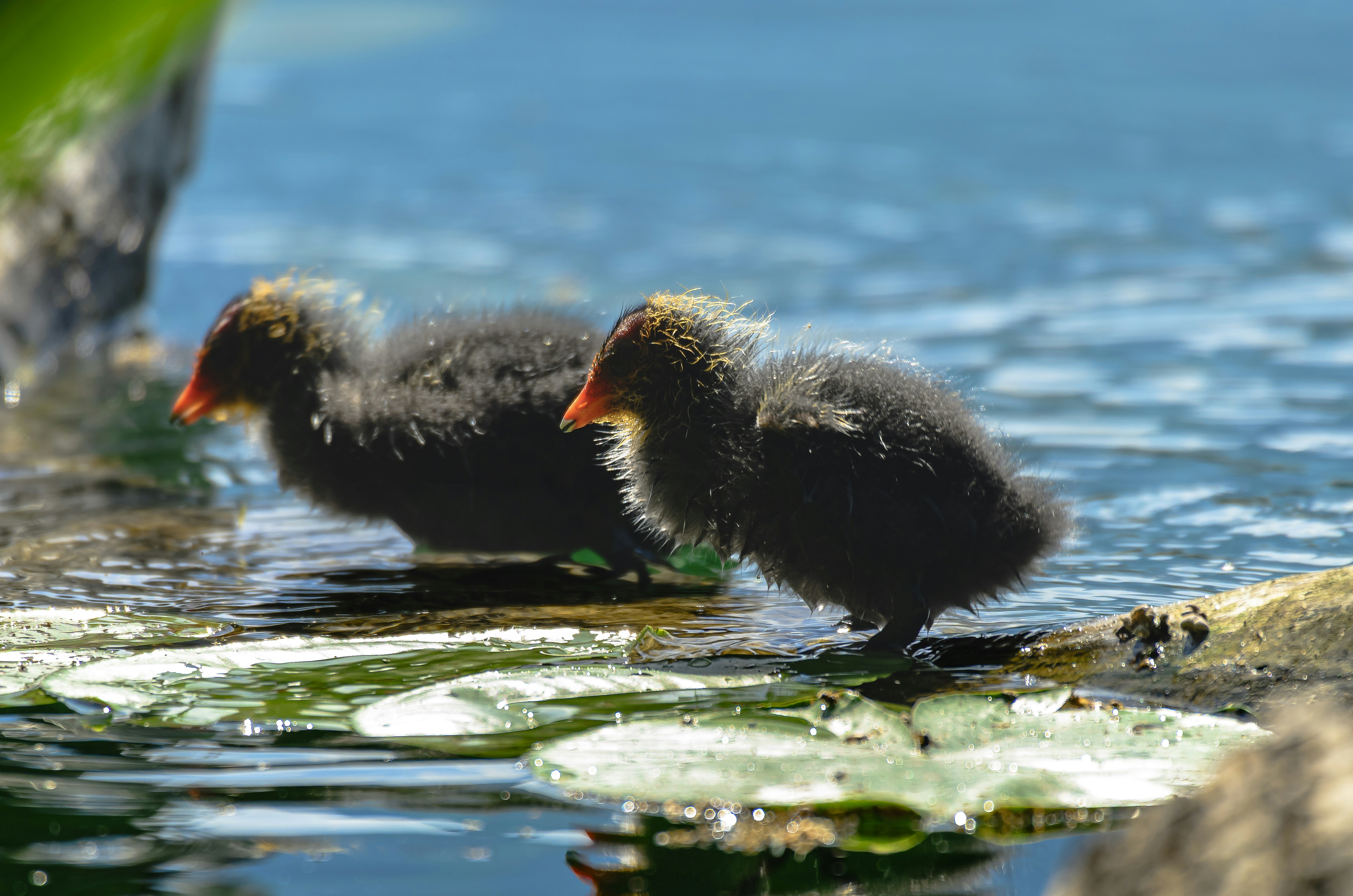 Frisch aus dem Wasser – und schon voll im Leben. 🌊 Klein, flauschig, unerschrocken. Am Alten Rhein passiert mehr als man denkt – man muss nur hinschauen. Stillstand ist auch eine Form von Stärke. ✨ Diese Vierfleck-Libelle gönnte mir exakt drei Sekunden für diesen Shot. Manchmal reicht das. Sie schauen dich an. Du schaust sie an. Keiner bewegt sich.