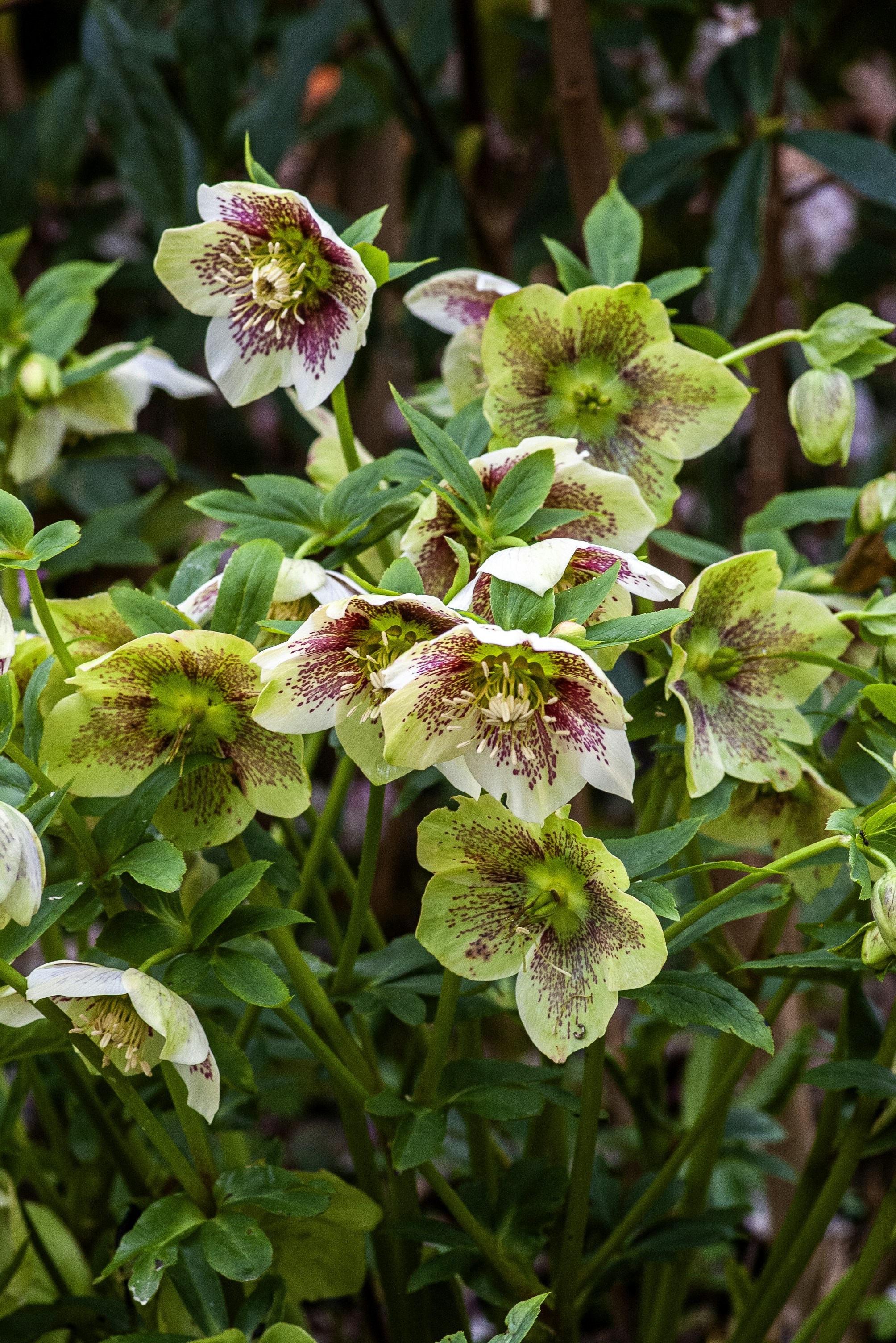 Cream-hued hellebore blossoms with maroon speckling cluster among glossy green leaves, creating a lush garden scene.