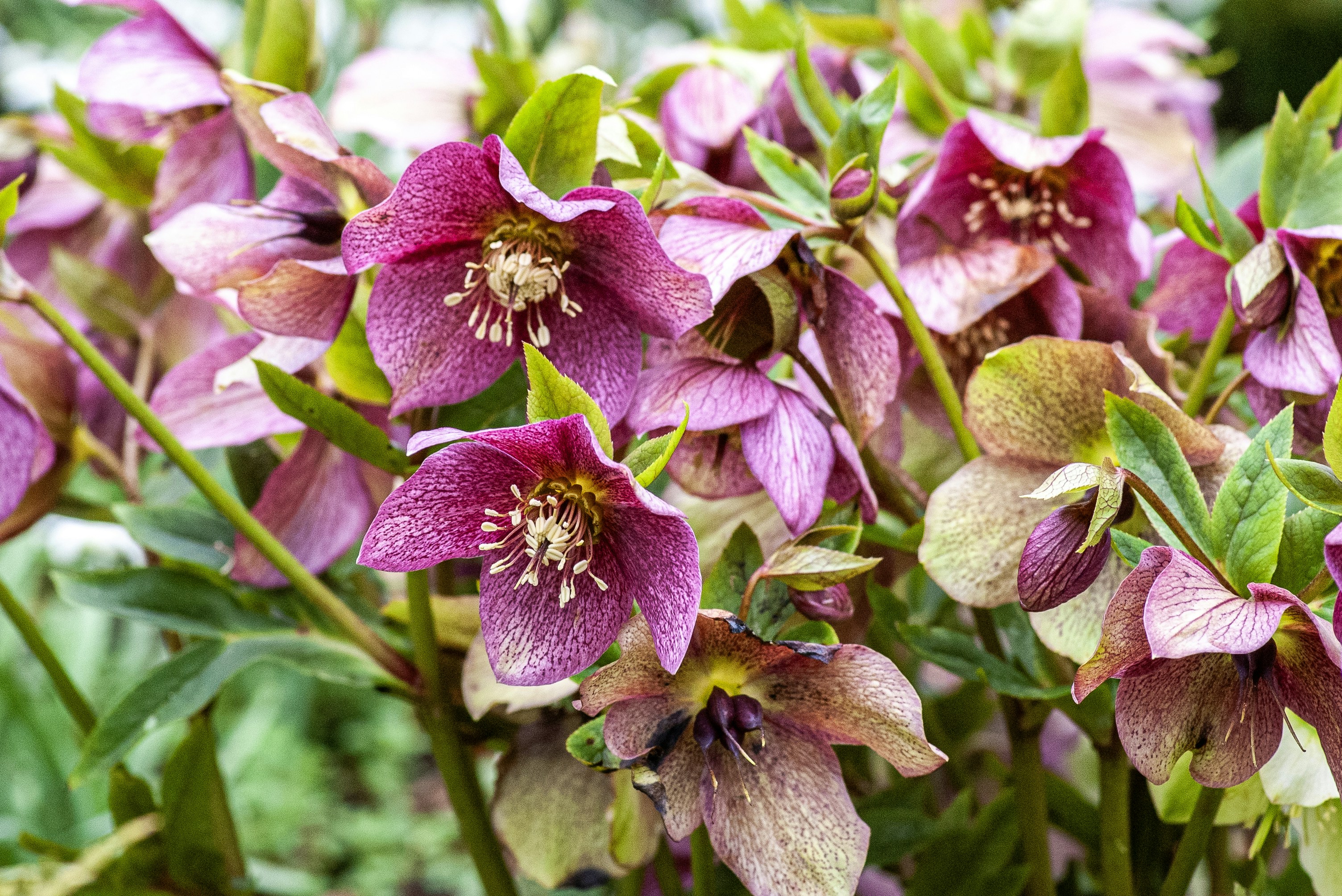 Close-up of clustered pink hellebore flowers with green leaves, showcasing delicate petals and central stamens in a garden scene.
