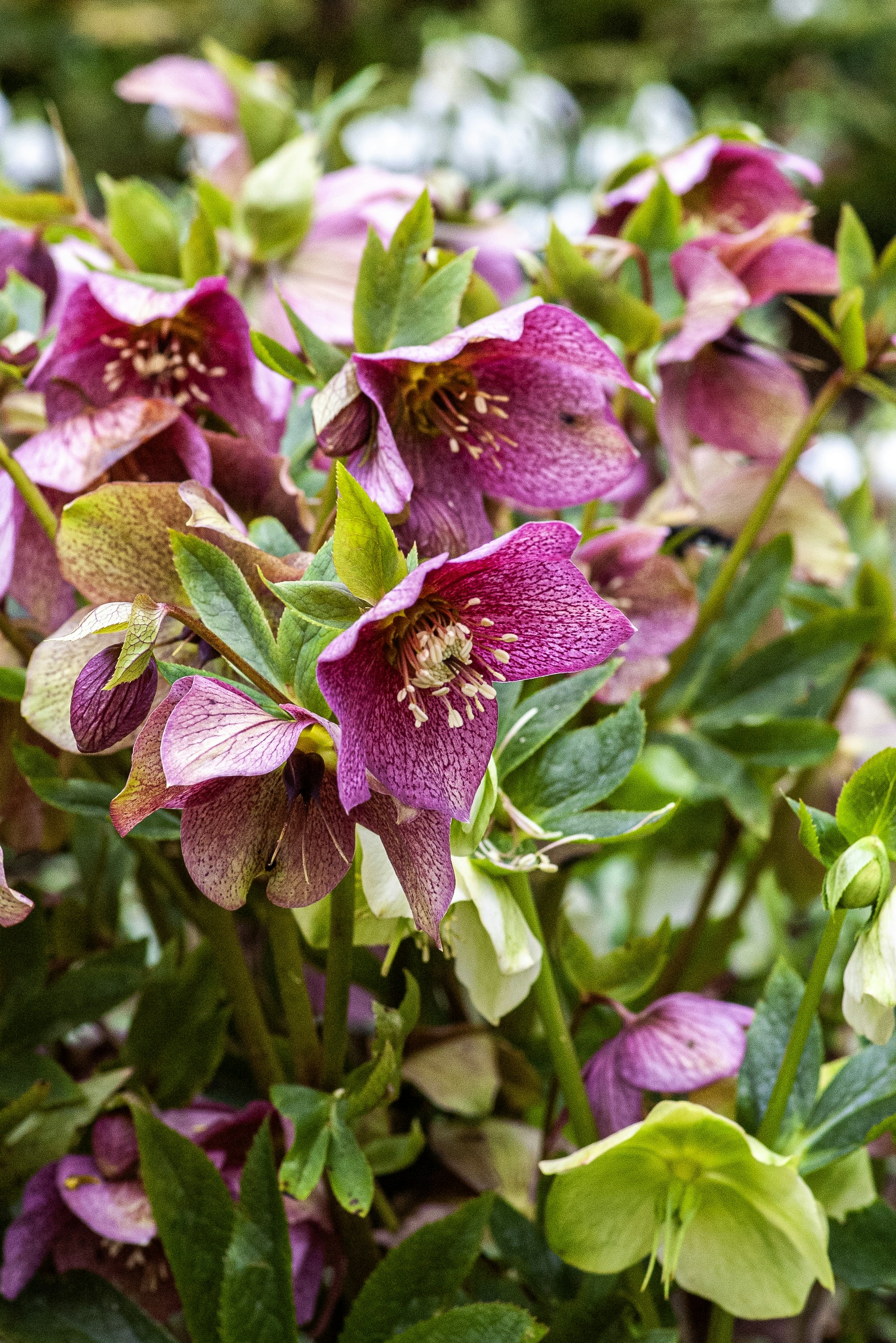 Cluster of pink-purple hellebore blossoms with green foliage, close-up with soft background blur.