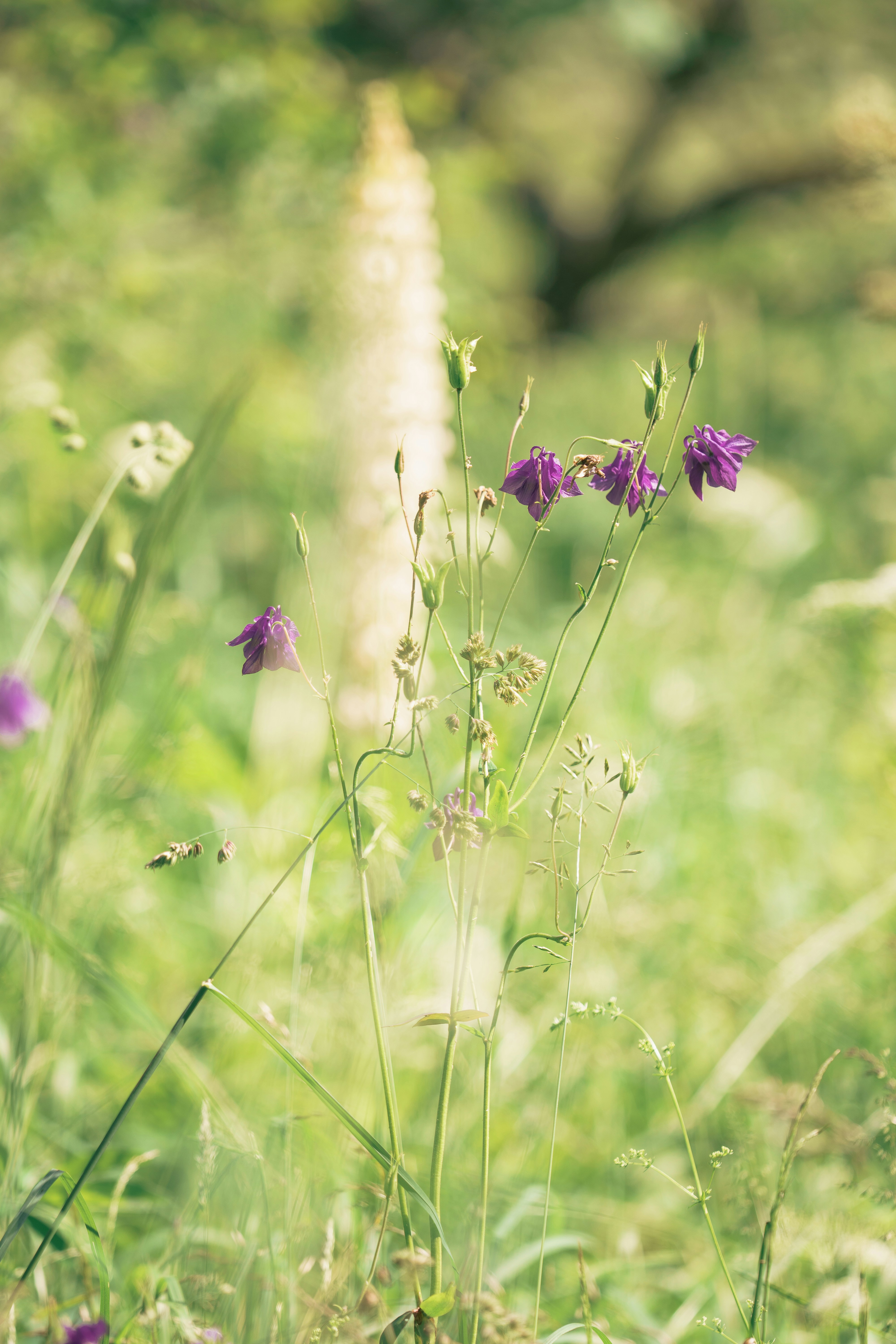 Purple blooms sway in a sunlit meadow, softly blurred
