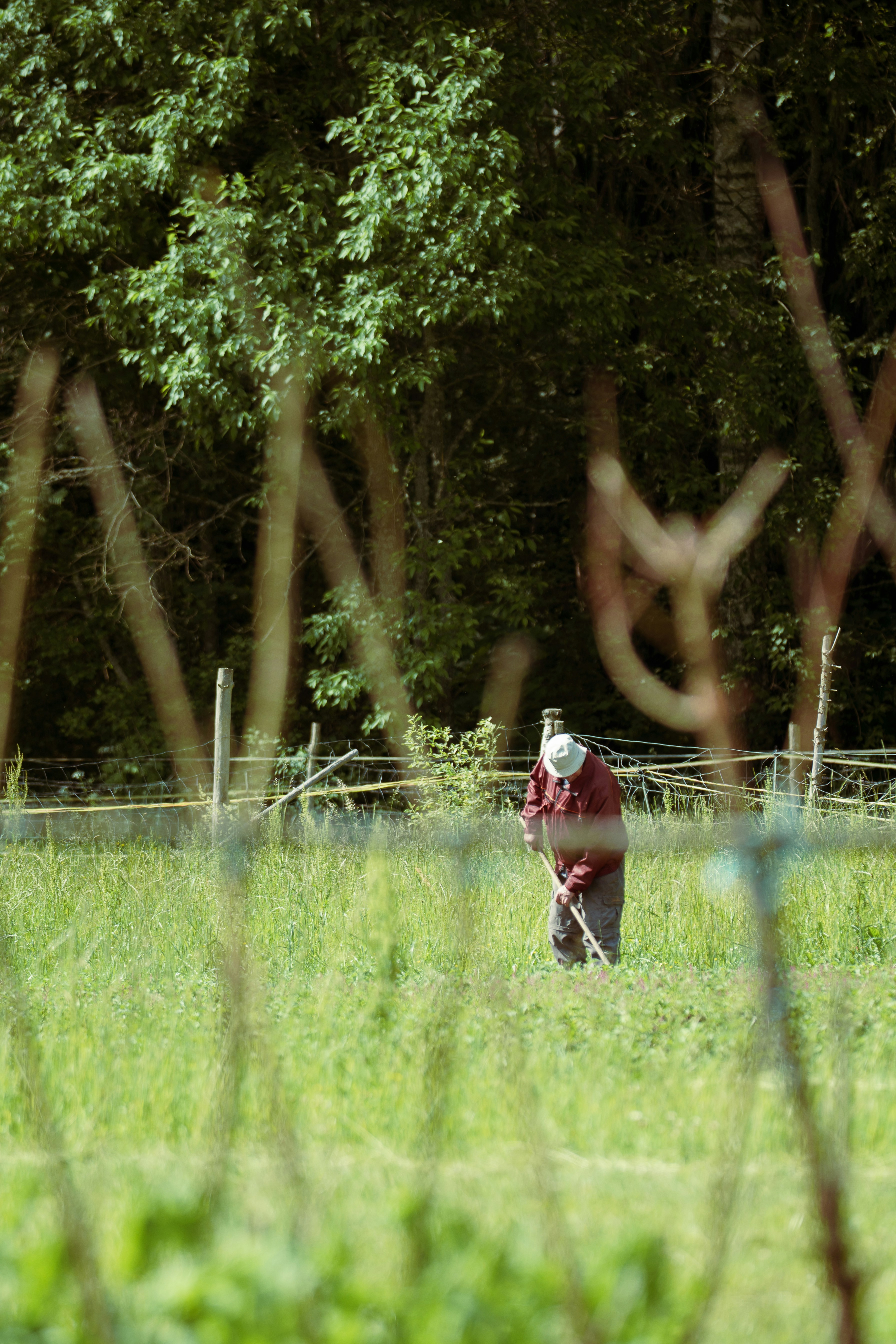 Murky Field: A Gardener in the Distant Glow
