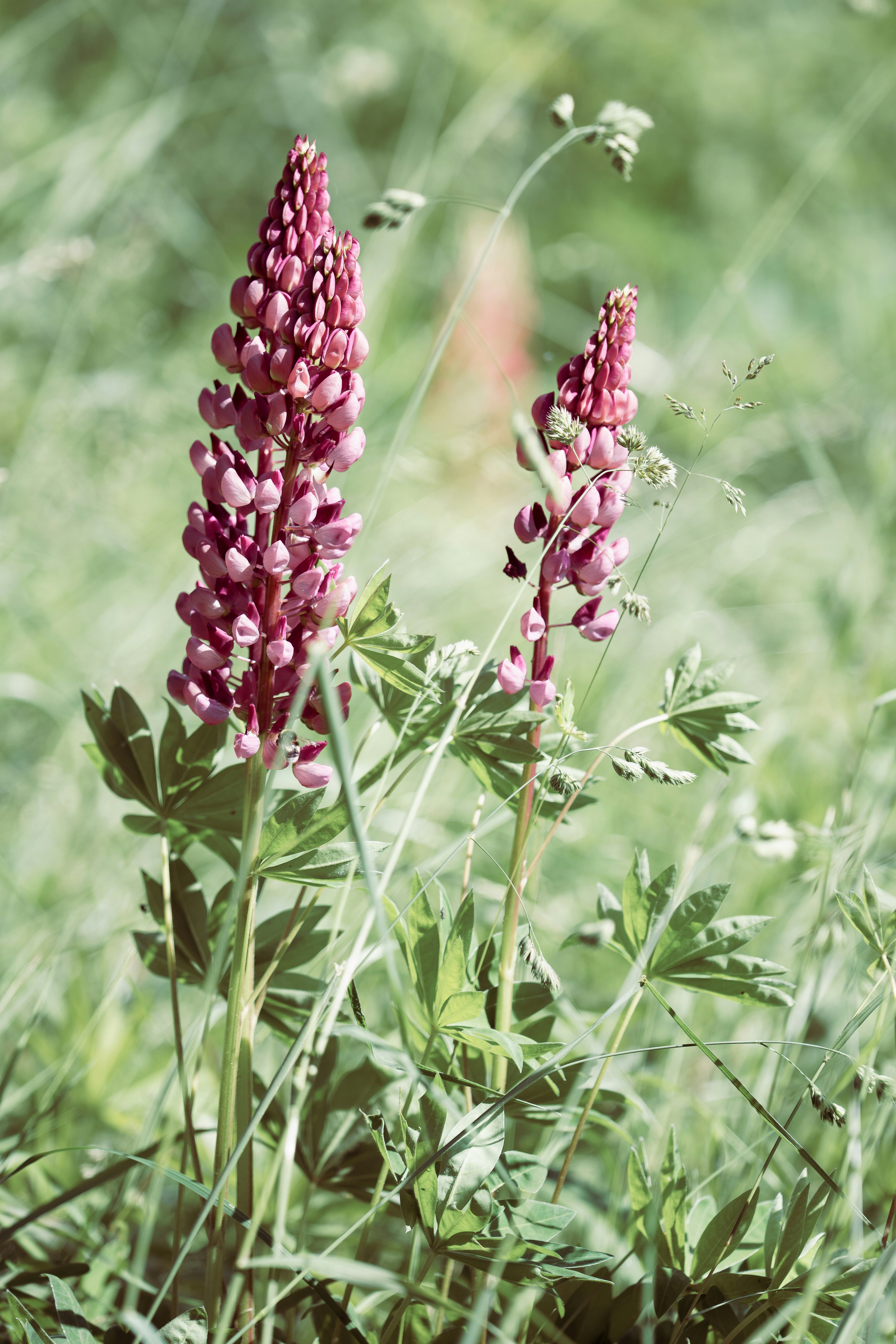 Vibrant Lupine Bloom Reaching Toward Summer Sun