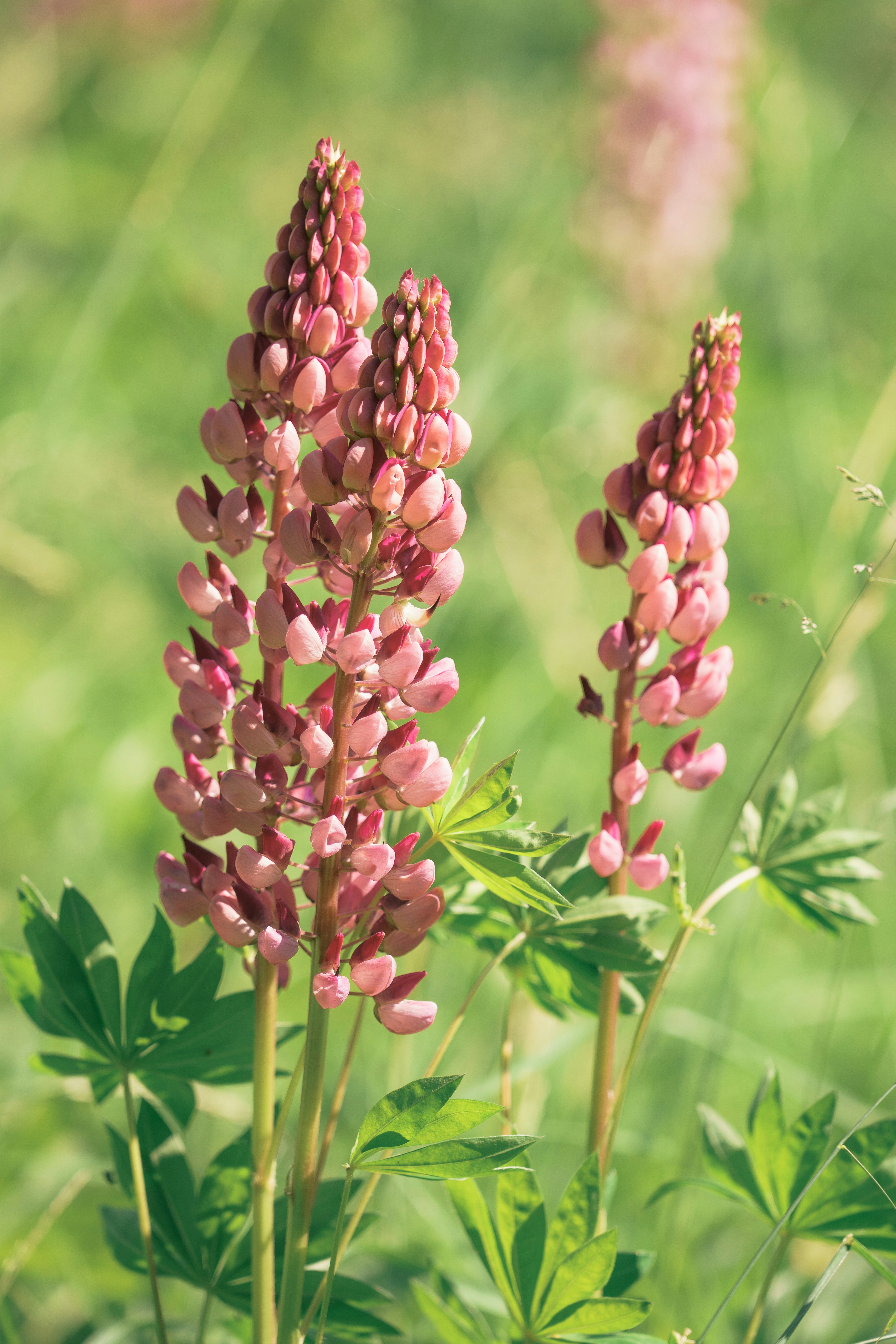Pink Lupine Towers in Spring Sunlight