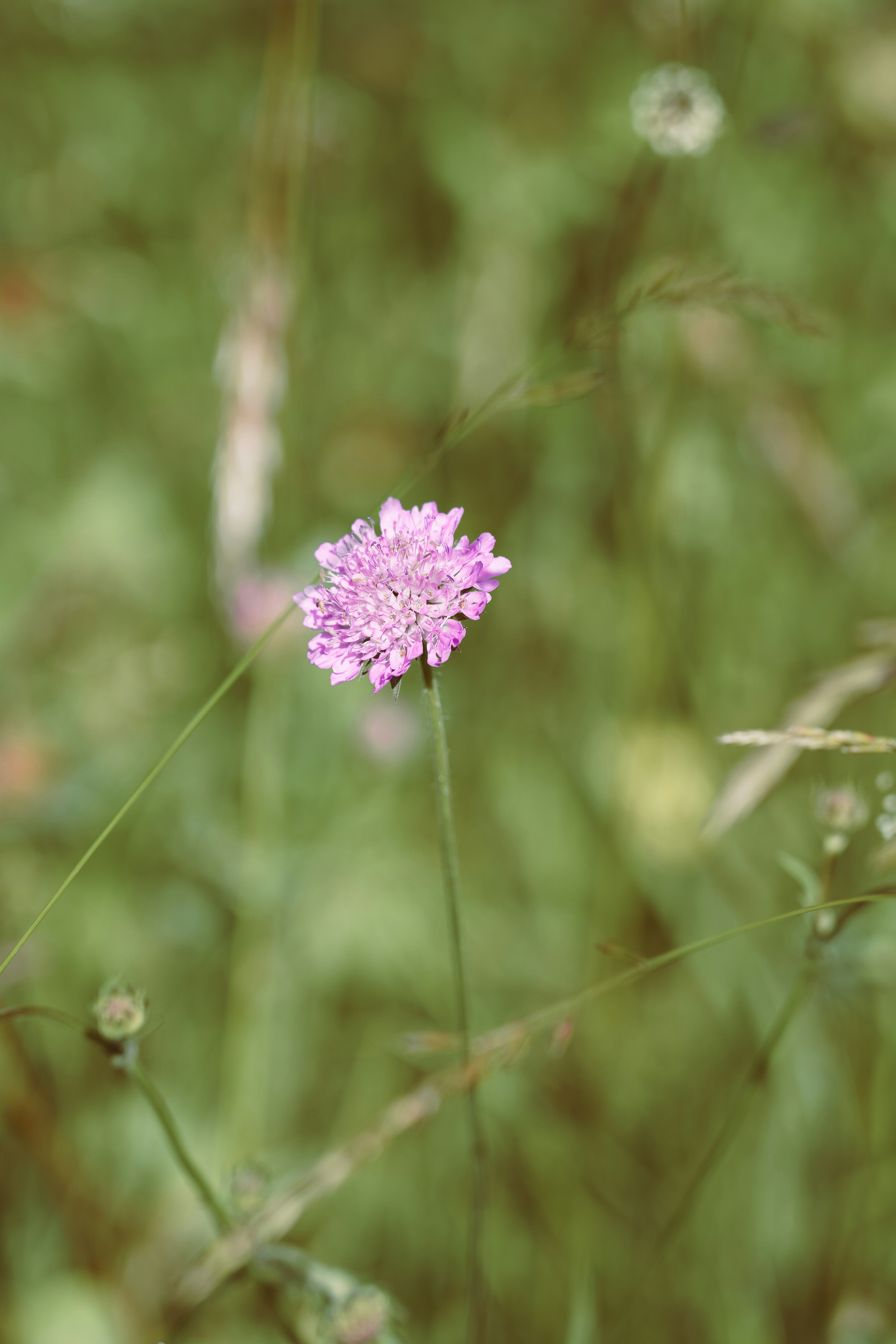 Pink globe bloom in a sunlit meadow