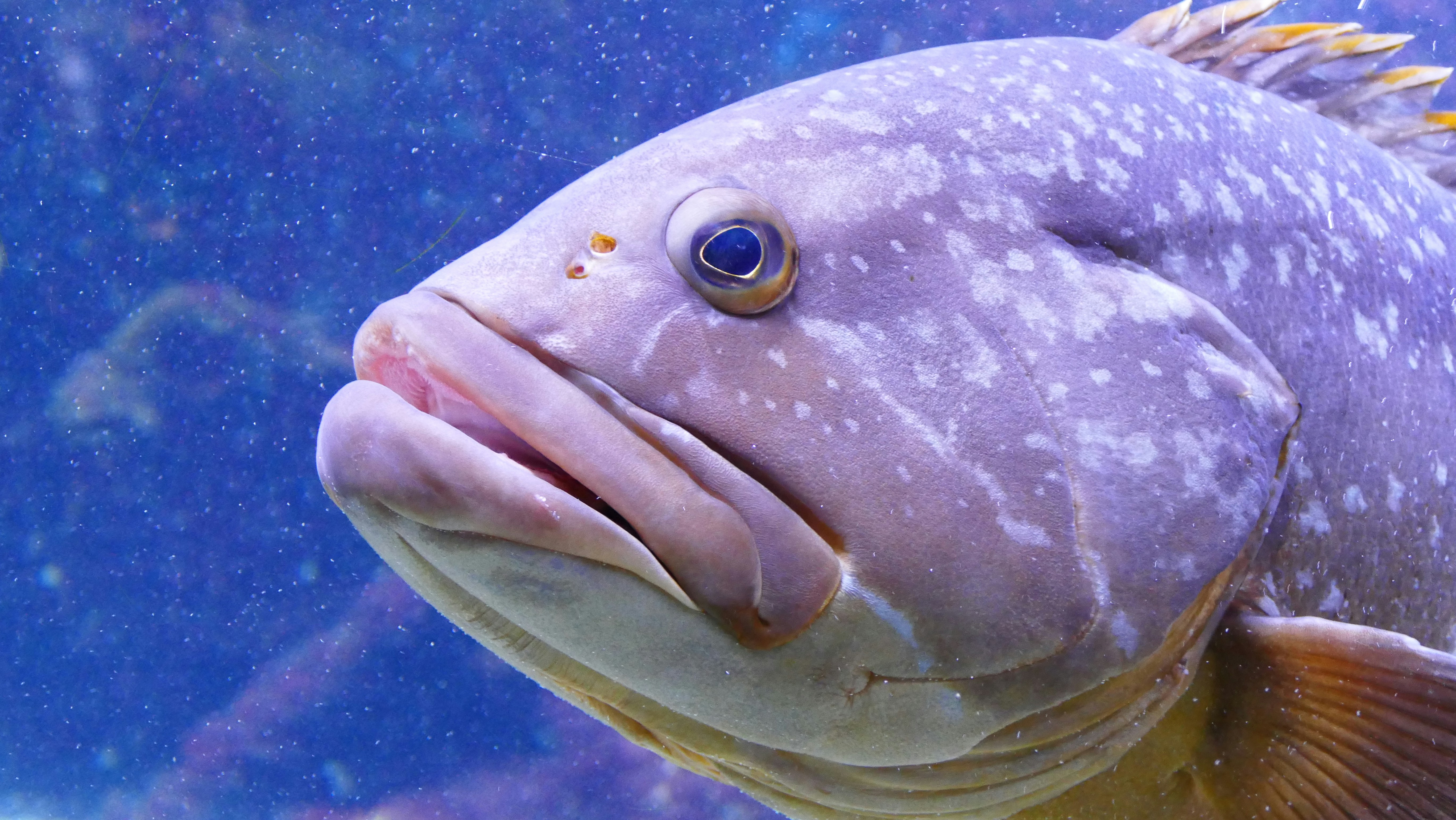 Close-Up of a Curiously Wired Grouper: A Gentle, Wide-Eyed Encounter underwater