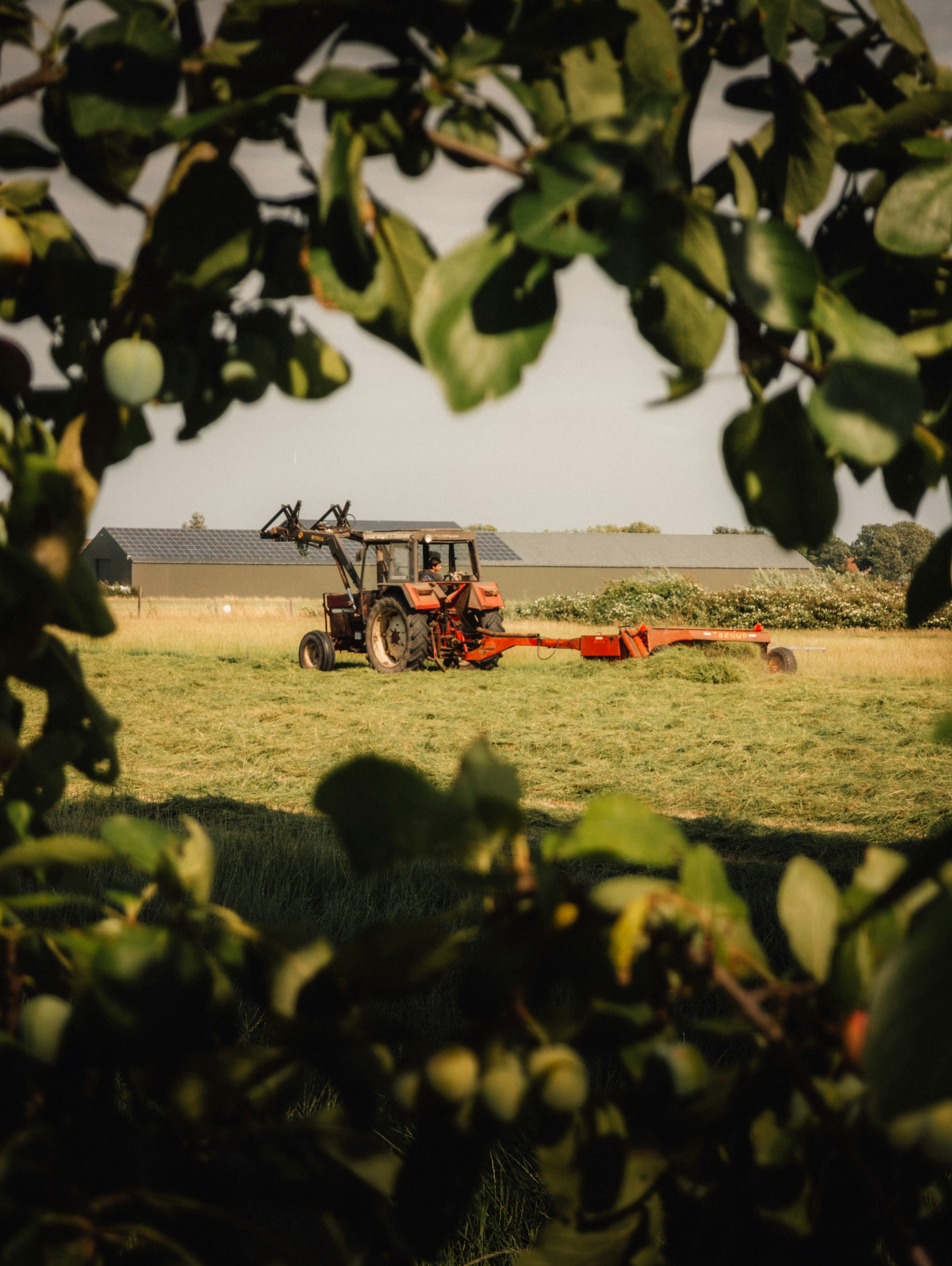 Harvest Field Tractor Framed by Apple Branches at Dusk