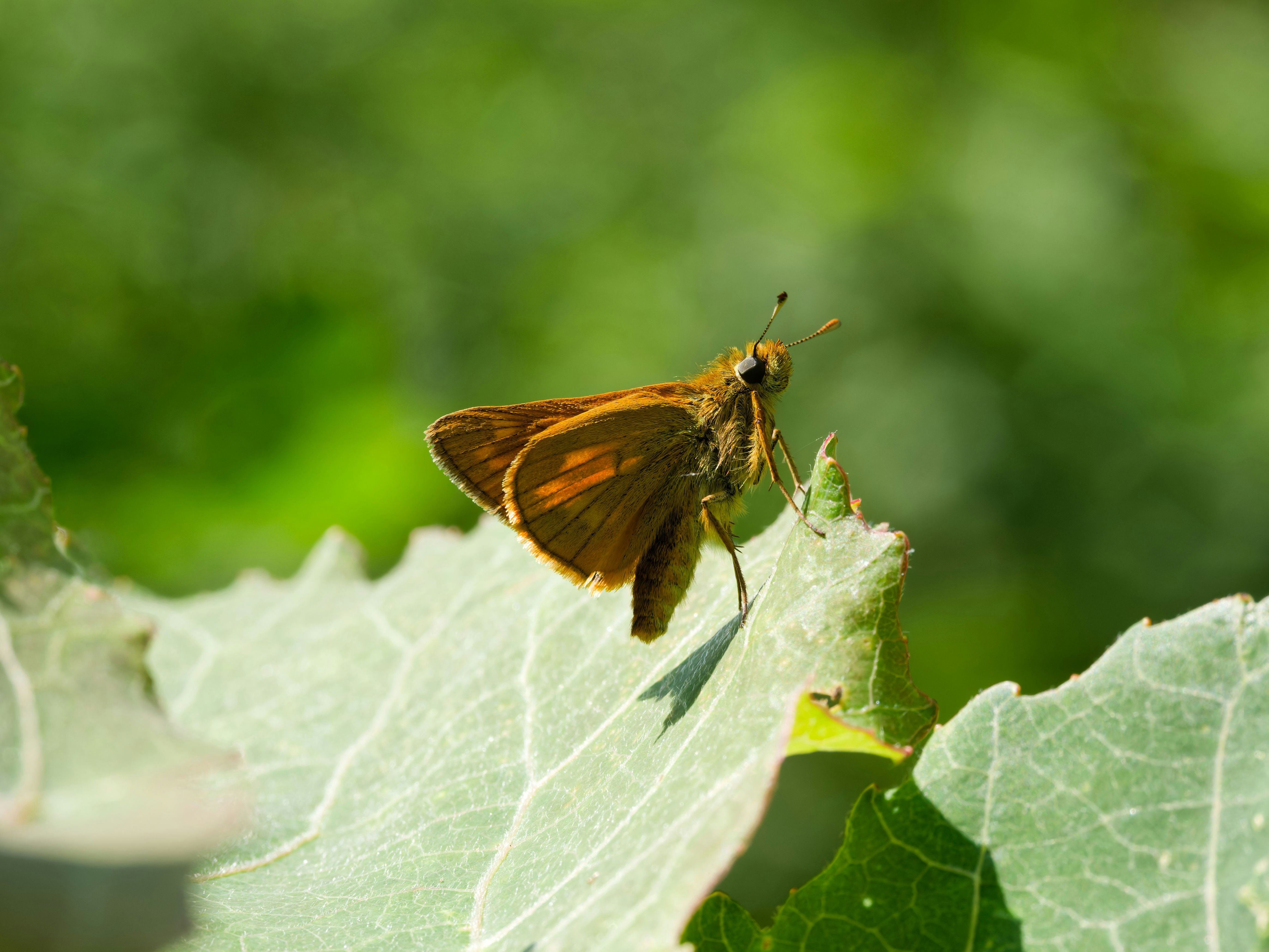 Close-up of a brown-orange butterfly perched on a pale leaf edge with a soft green background.