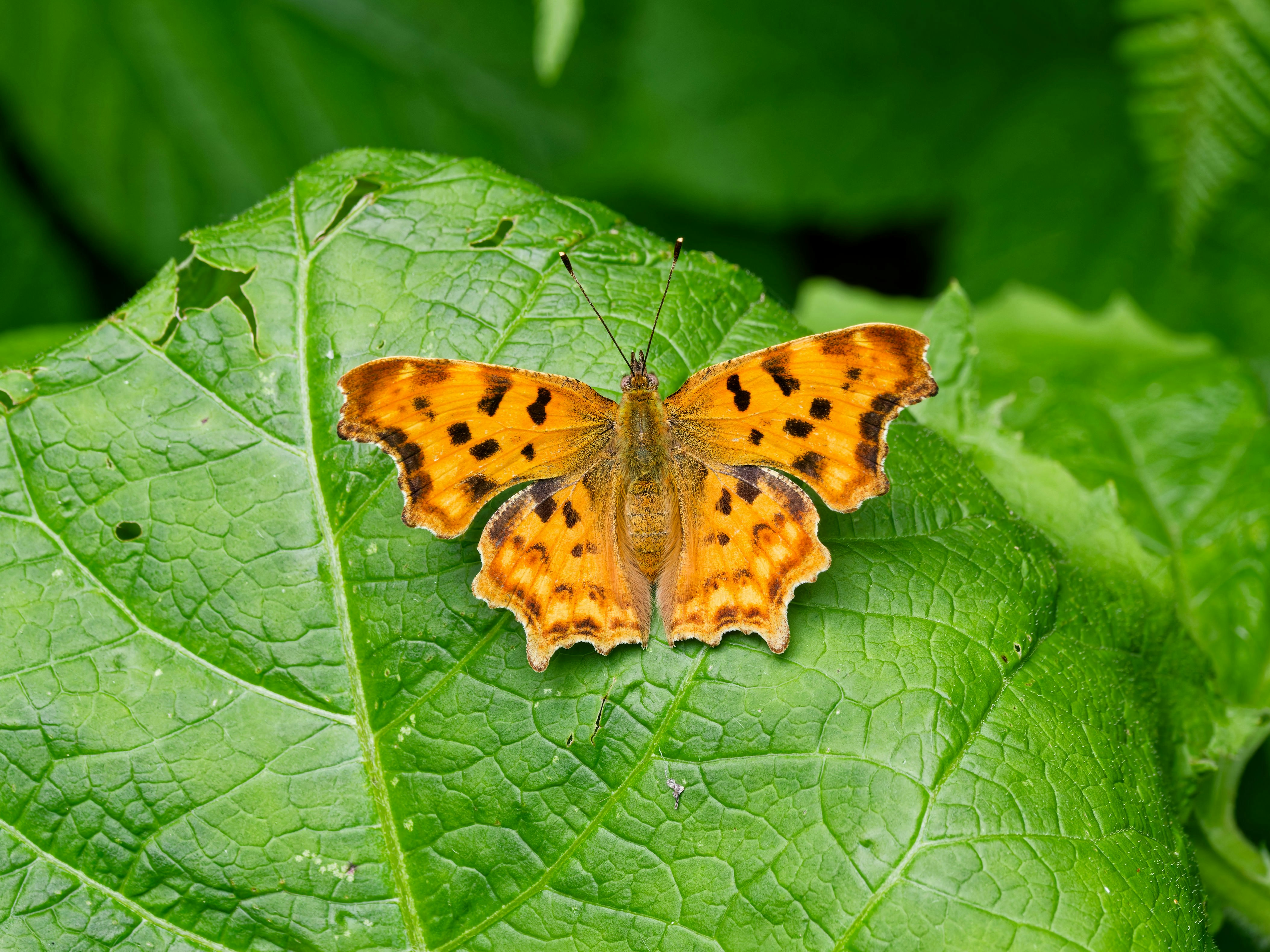 Orange butterfly on a textured green leaf