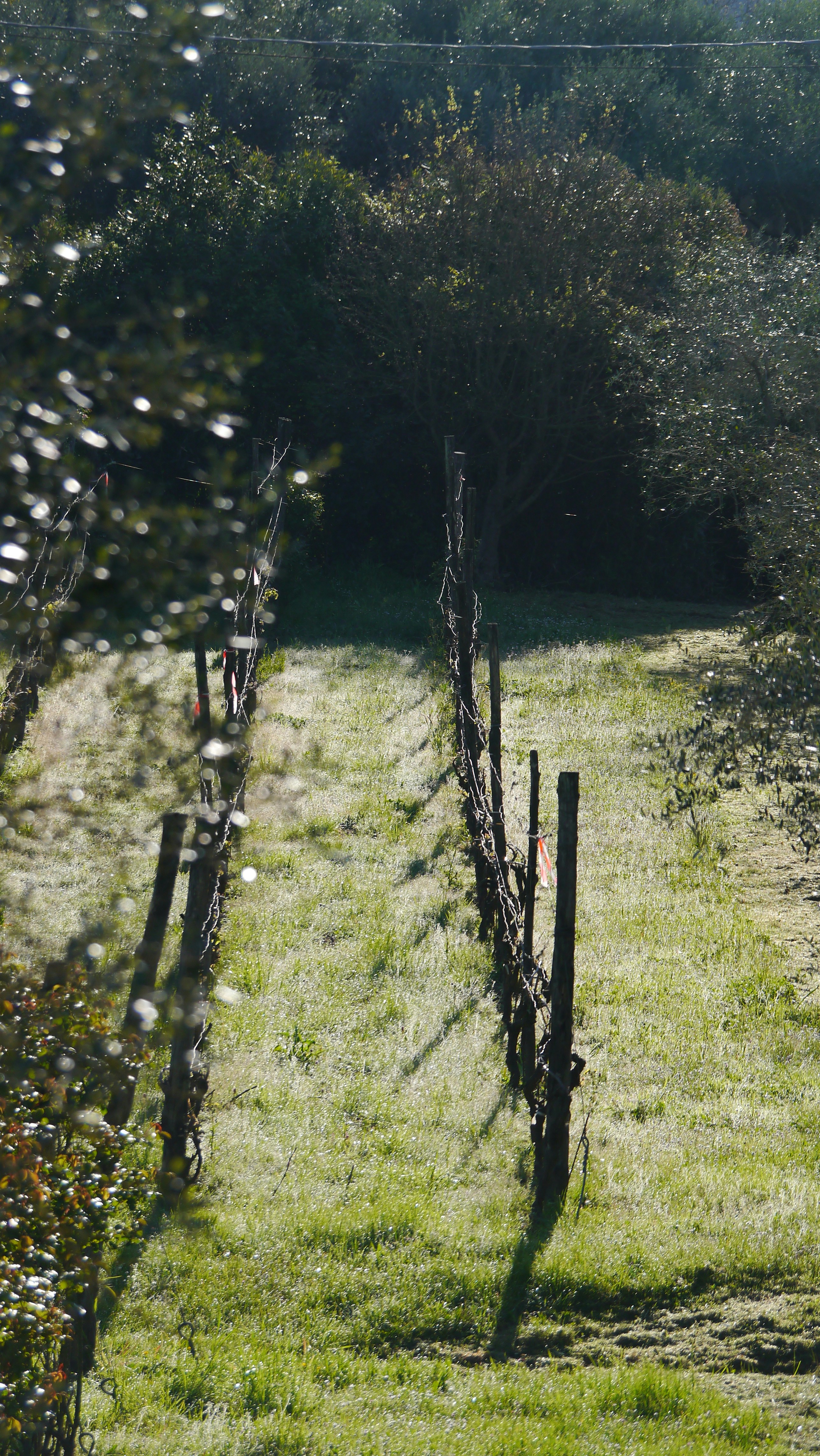 Sunlit Vines on a Quiet Path