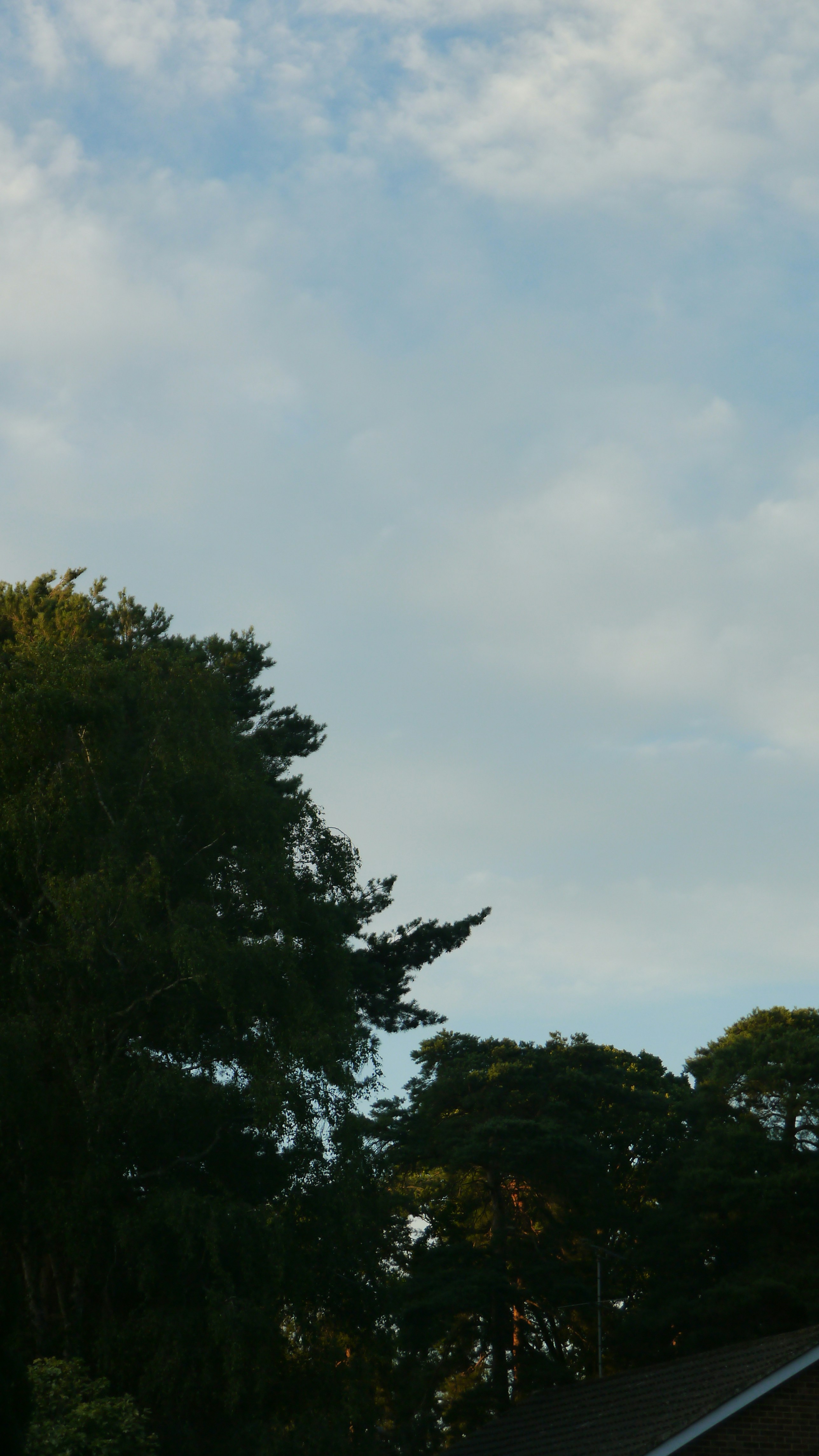 Sunlit Pines at Dusk: A Rooftop Edge Beyond the Canopy