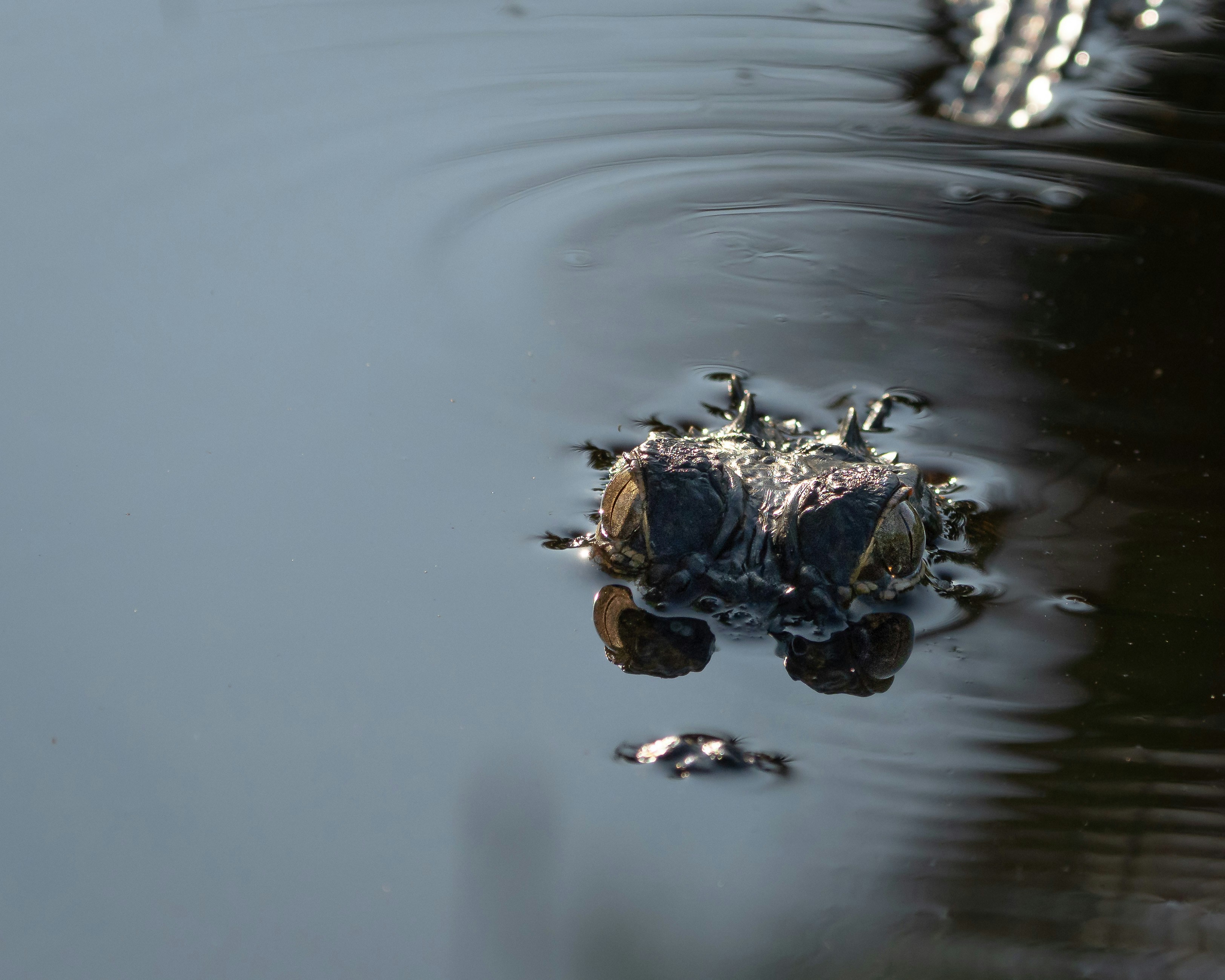 Emerald Reflection: A Crocodilian Head Emerges from Quiet Waters