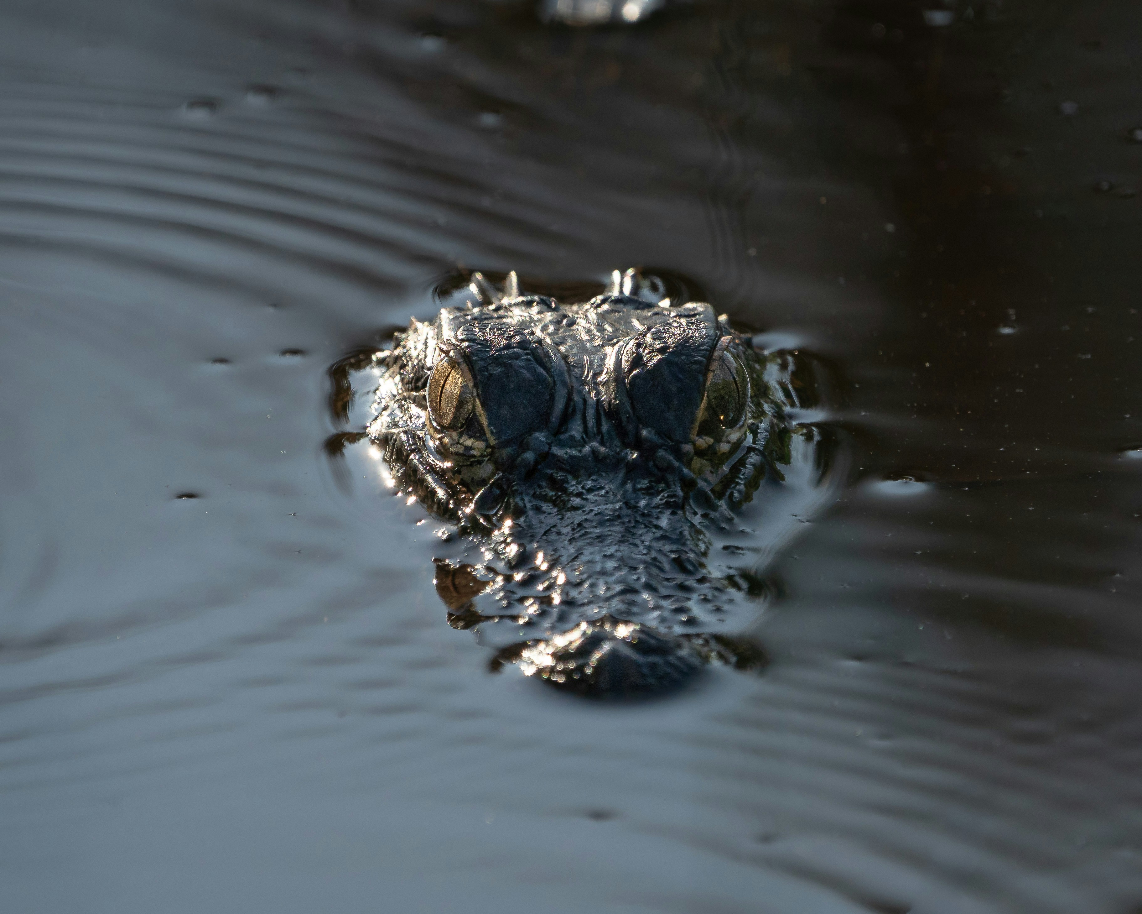 Eyes Above the Surface: Crocodile Looking Through Ripples