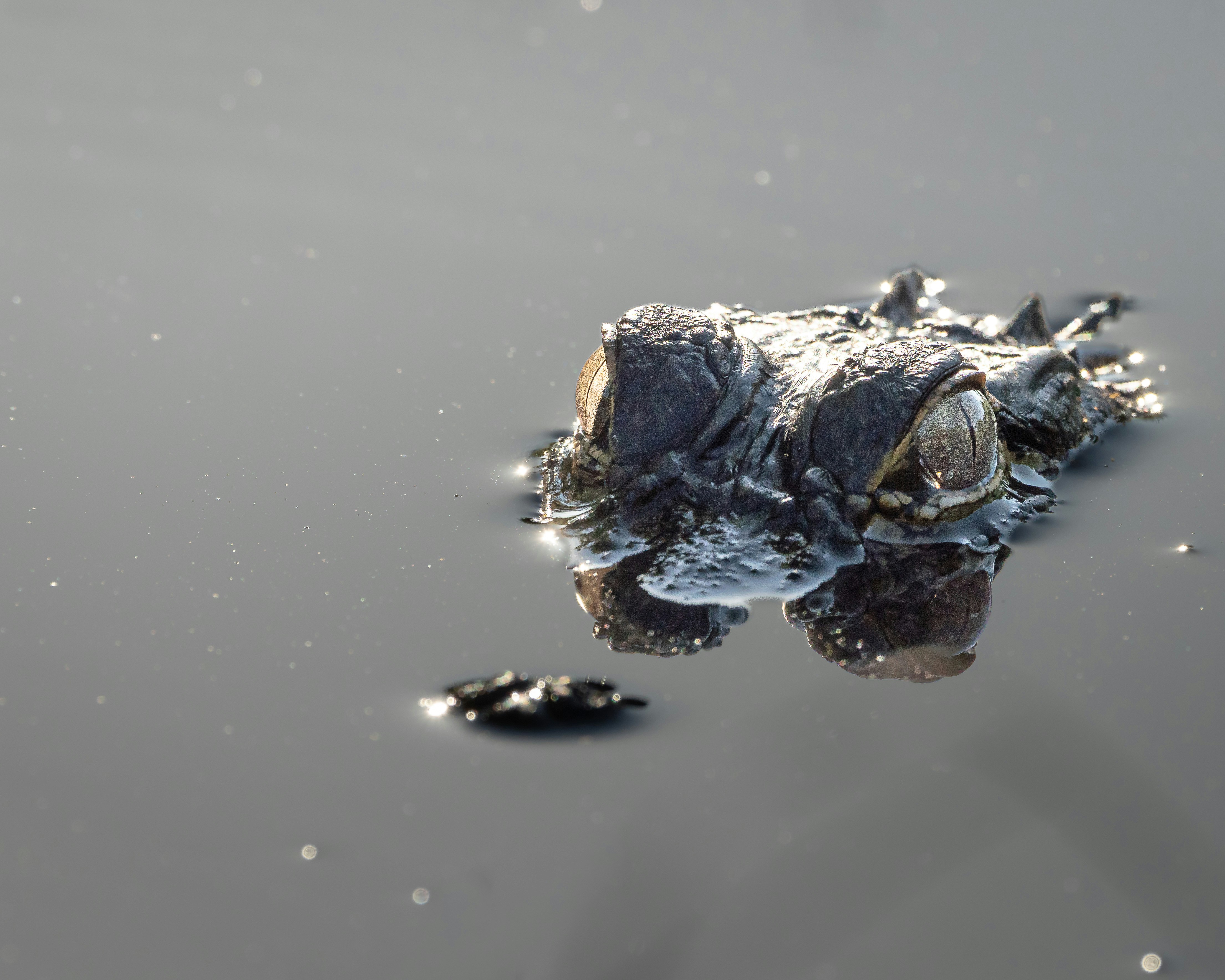 The Sunken Gaze: A Crocodile Head Awake in Muddy Silence