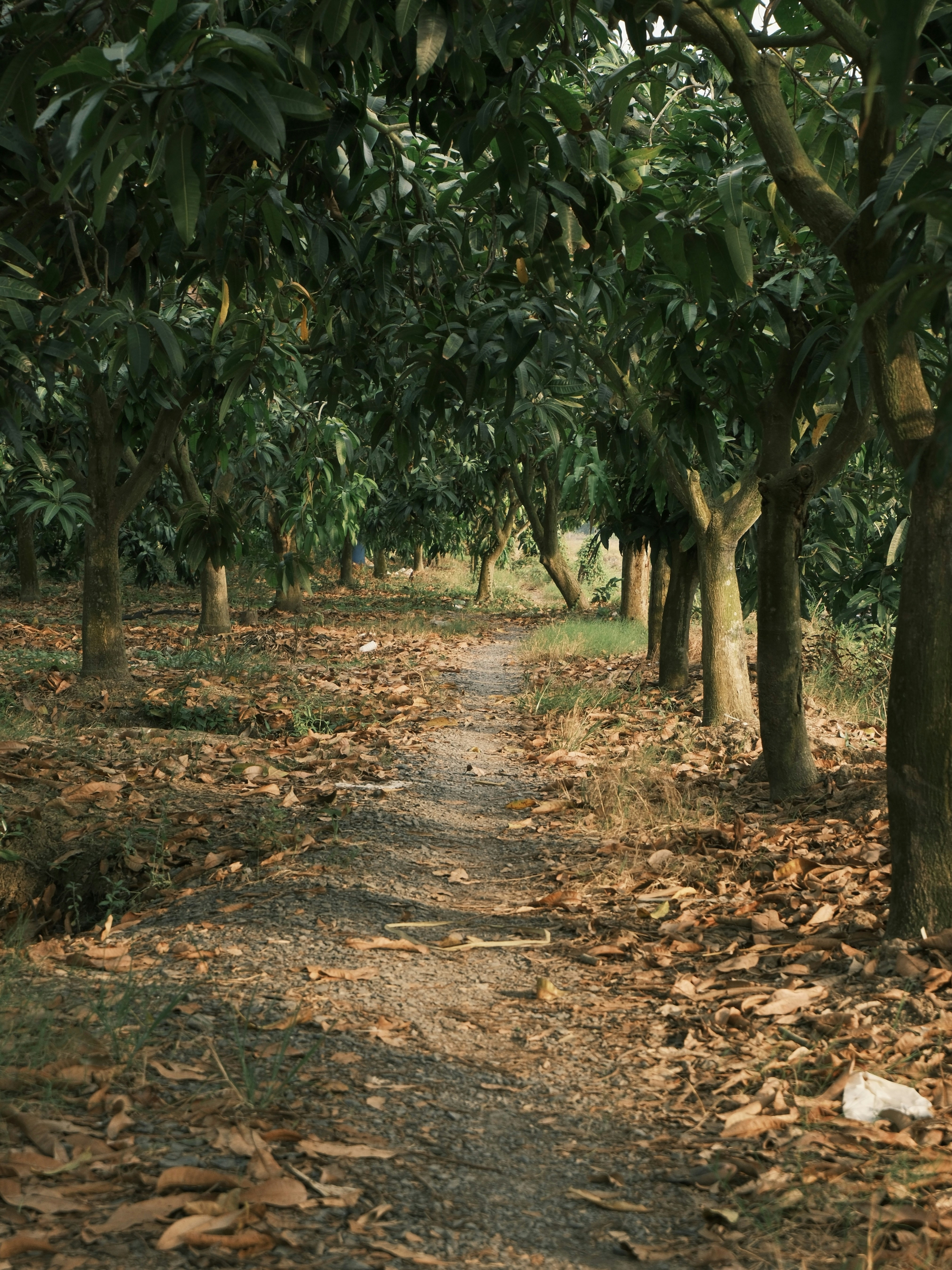 Sunlit tree-lined path winds through an orchard, leaves fallen along a narrow dirt trail. The scene emphasizes depth and the dappled glow between trunks.