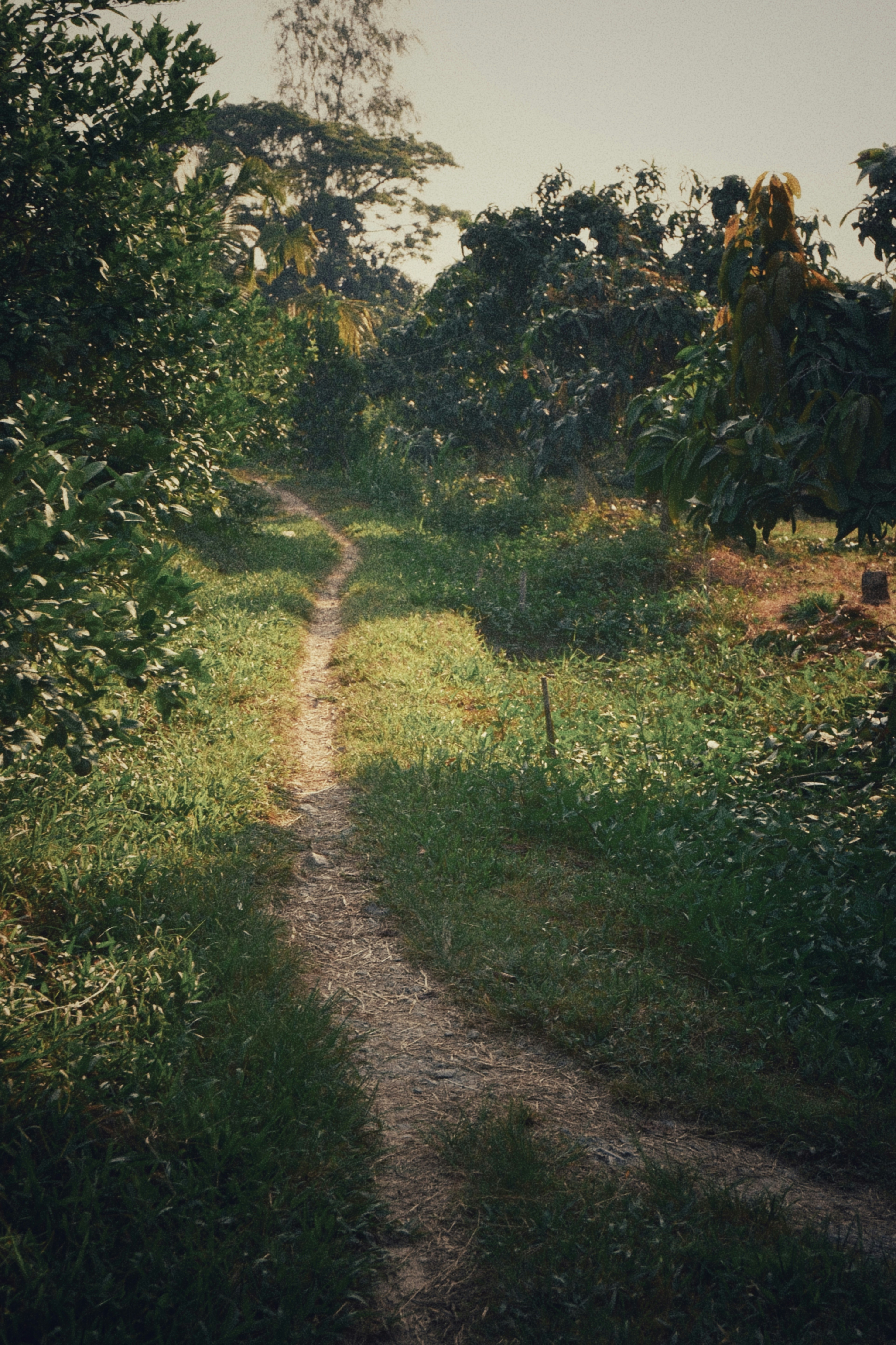 Sunlit Path Through a Quiet Orchard