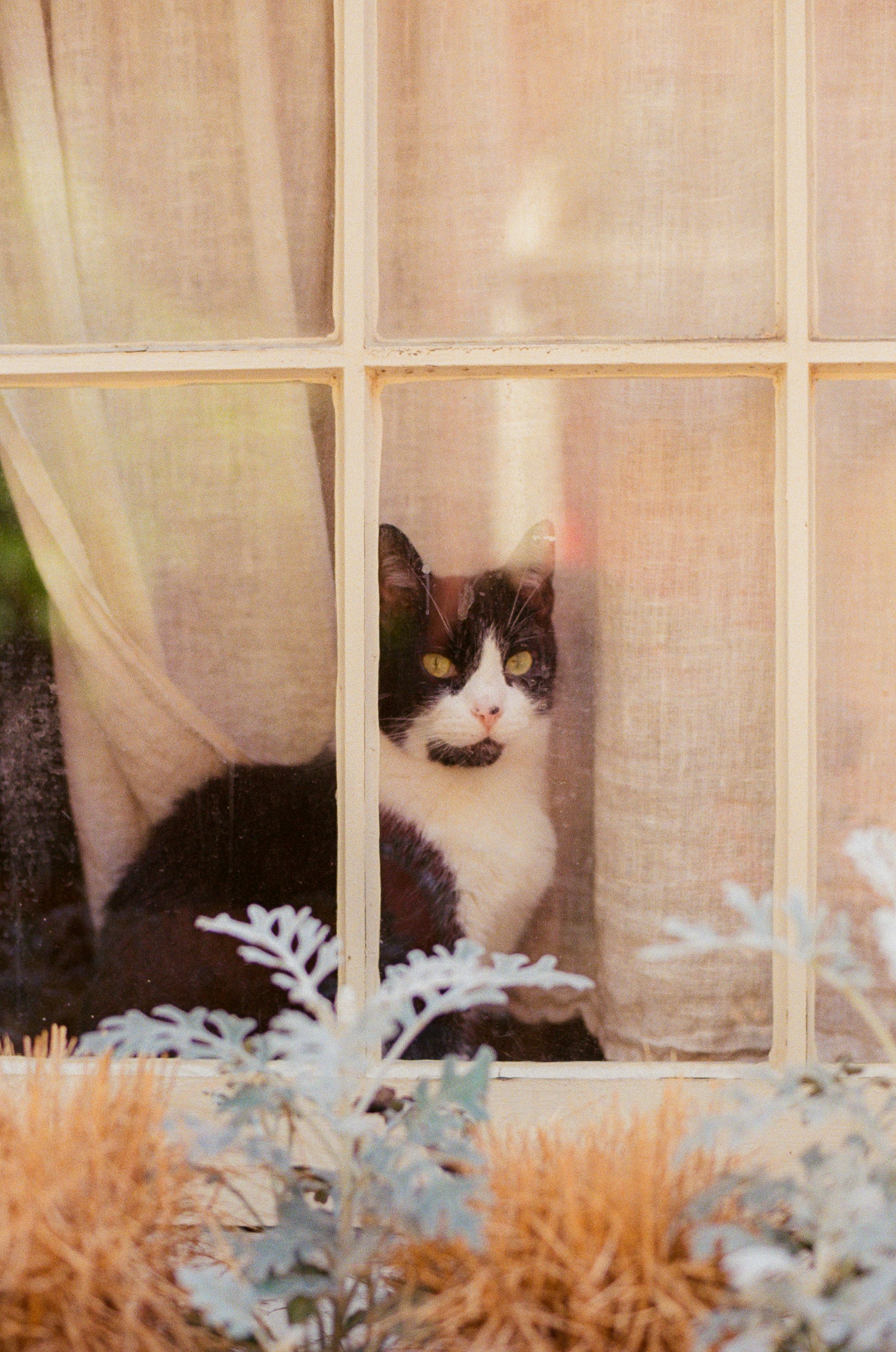 A black and white cat looking through a softly lit window, surrounded by curtains, reflections, and warm film tones.