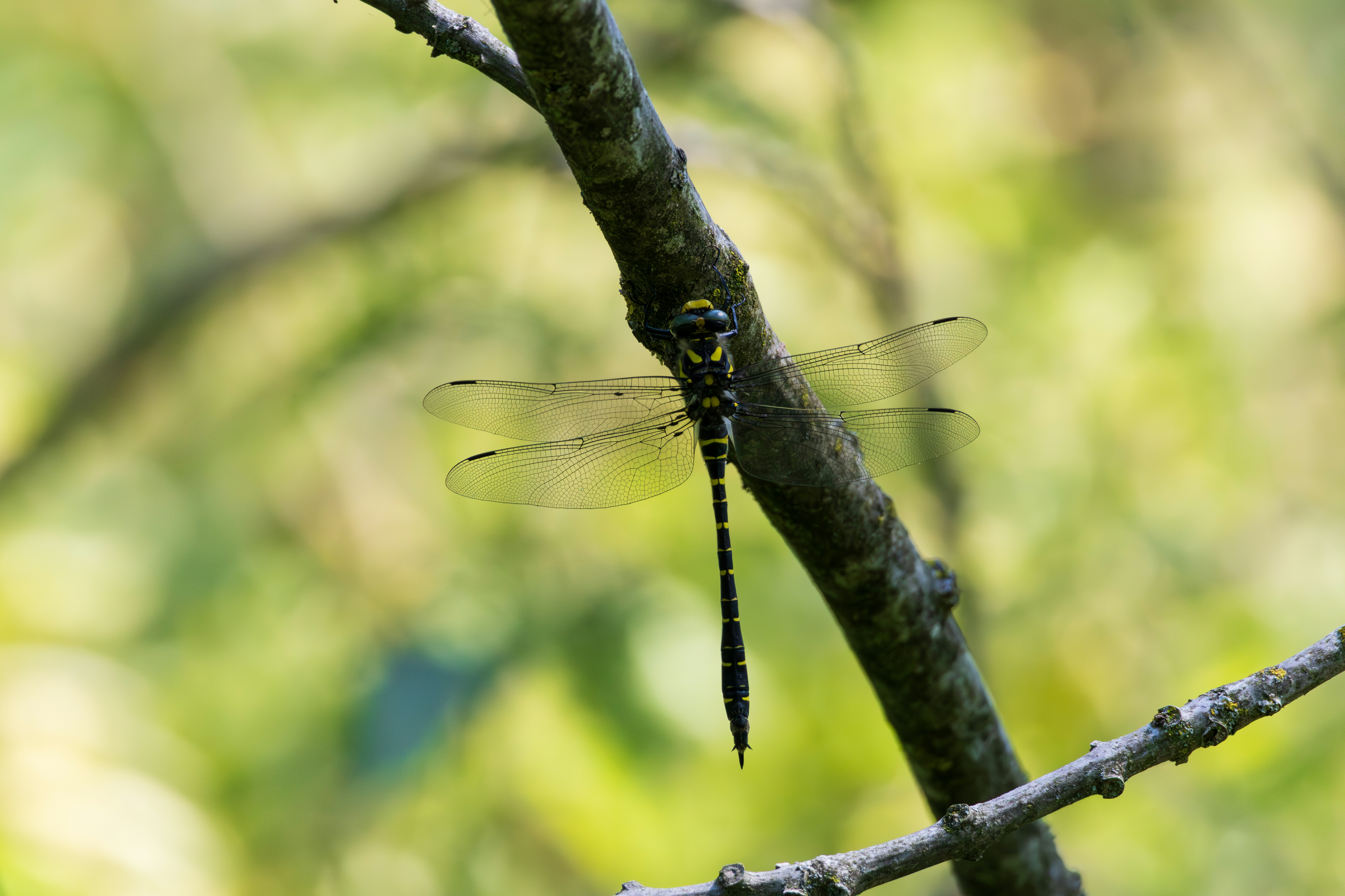 Midair Serpent: A Dragonfly Quietly Perched on a Branch