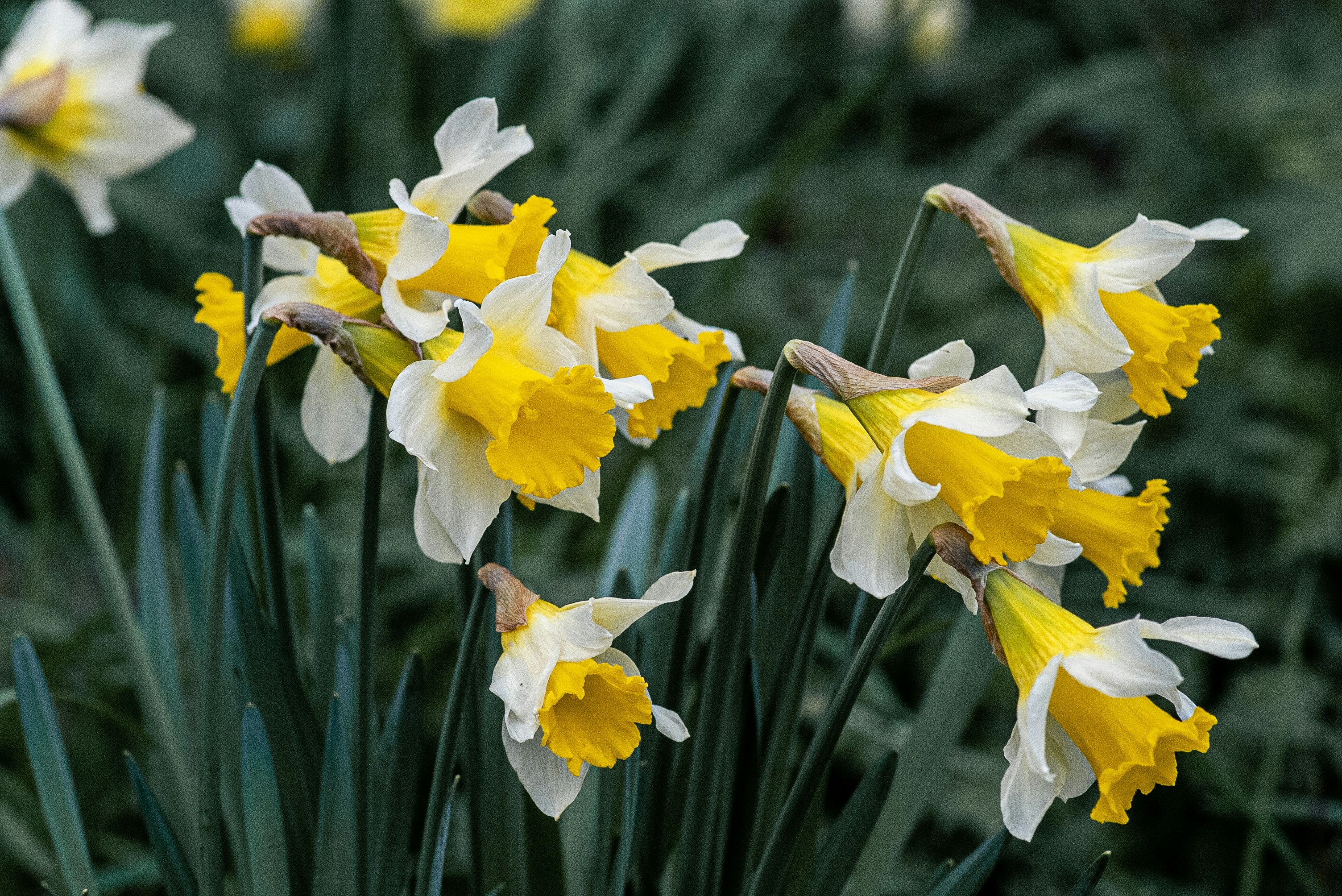 Yellow-and-White Narcissus Cluster in Gentle Garden Light