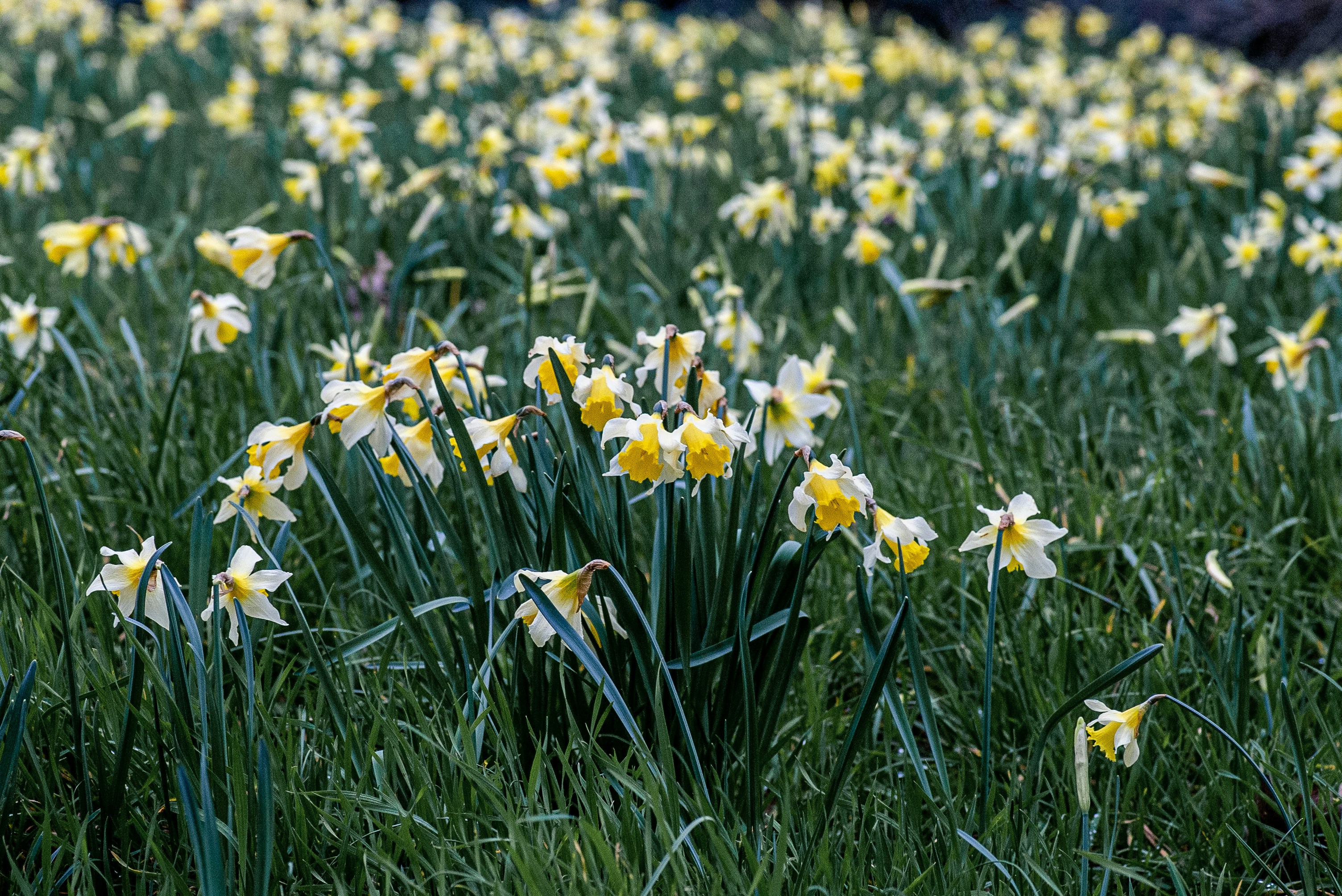 Sunlit Daffodils: a sea of yellow on green