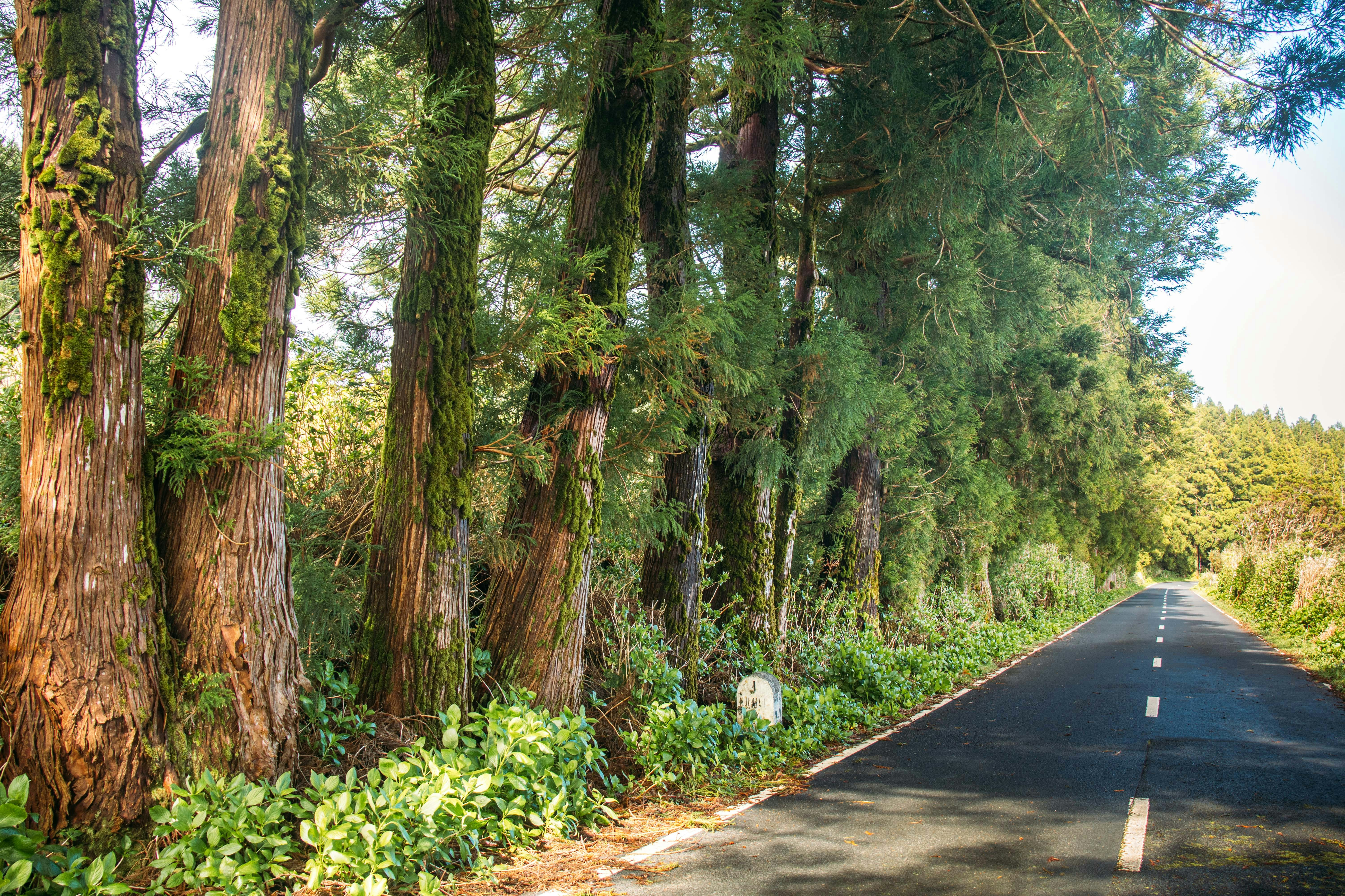 Tree-lined Roadway: A Quiet Carriageway Bordered by Giant trunks