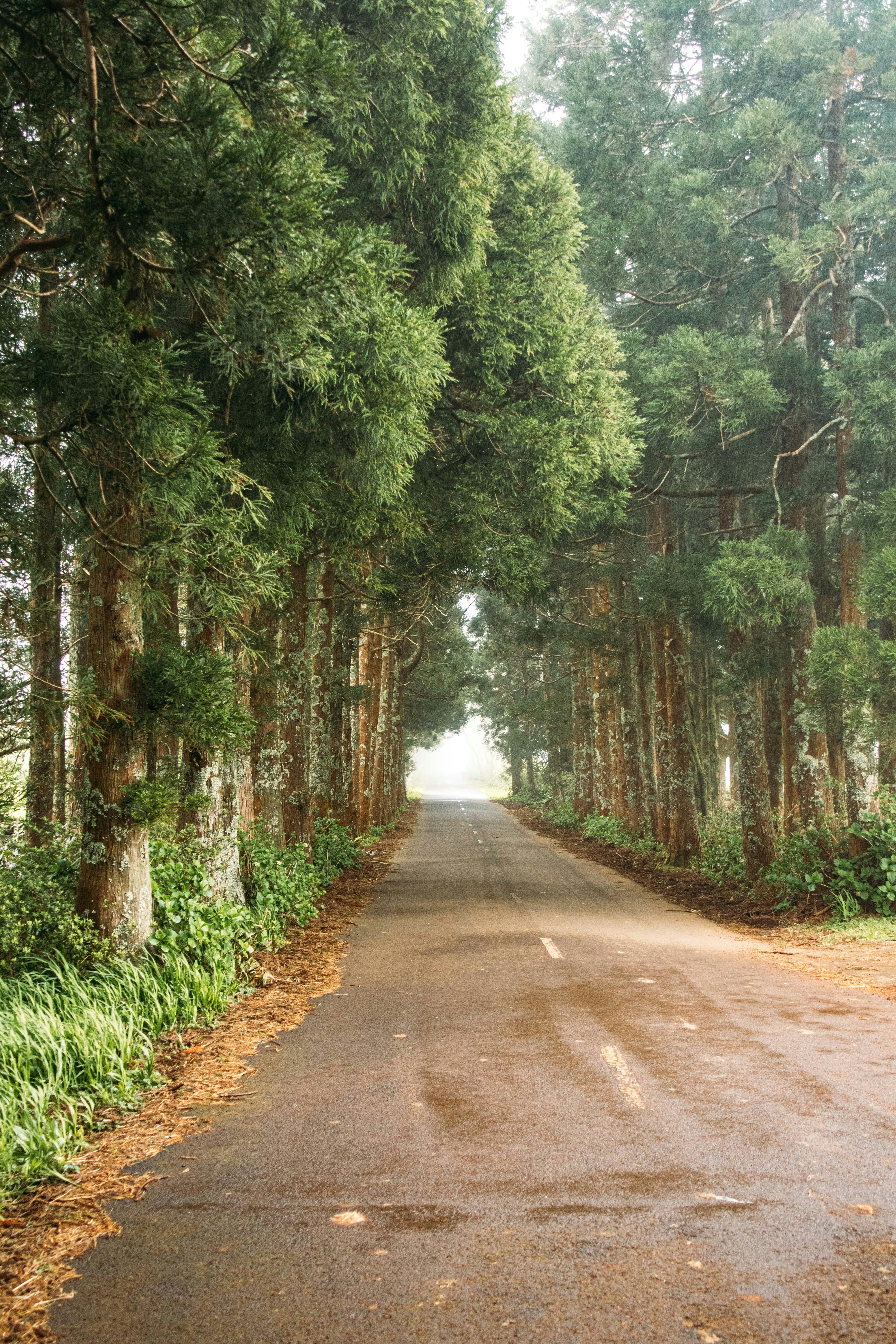 Tunnel of Pines: A Quiet Road Surrounded by Evergreen Columns