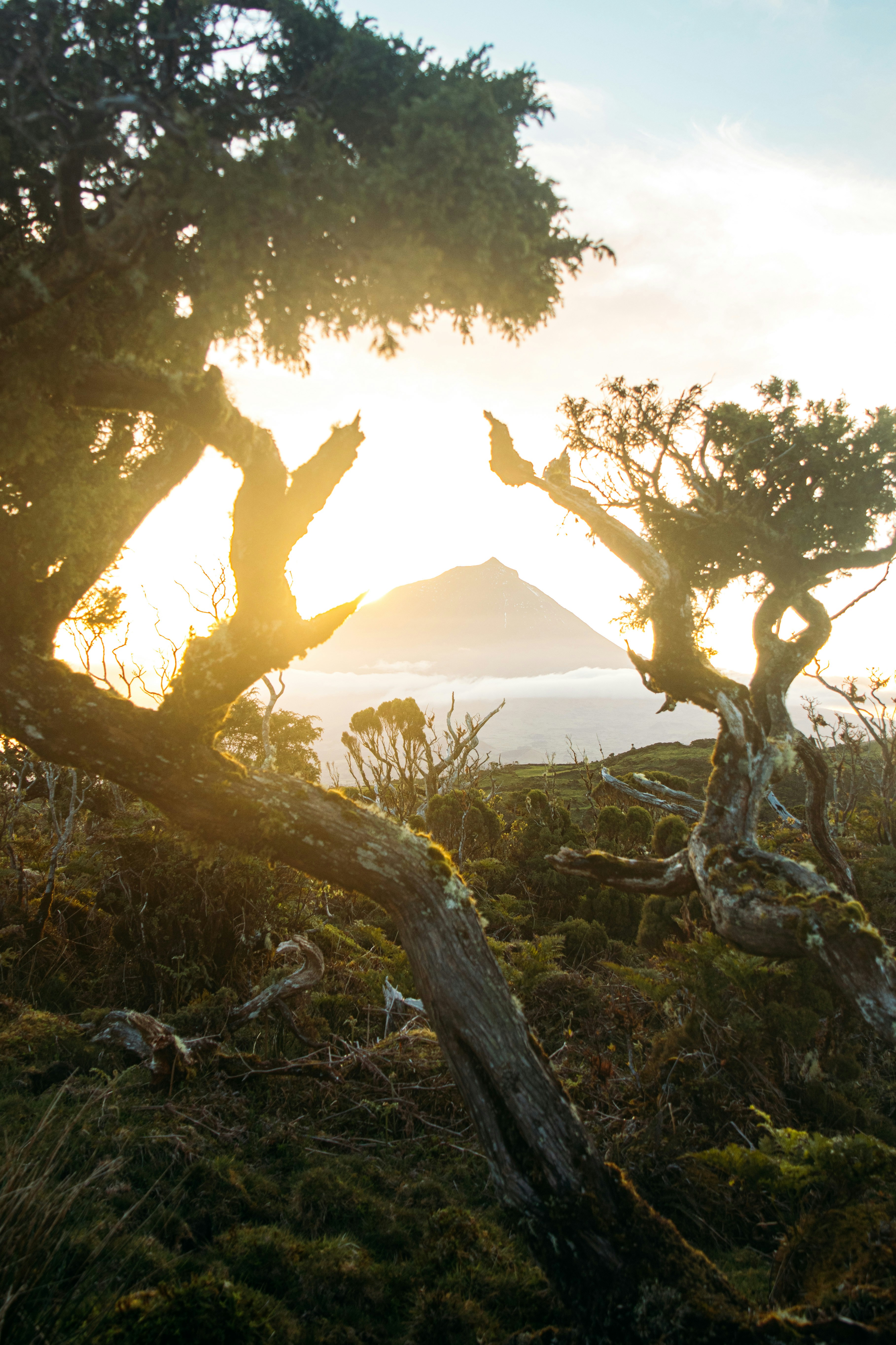 Sunlit Gnarled Trees Framing a Distant Island Volcano