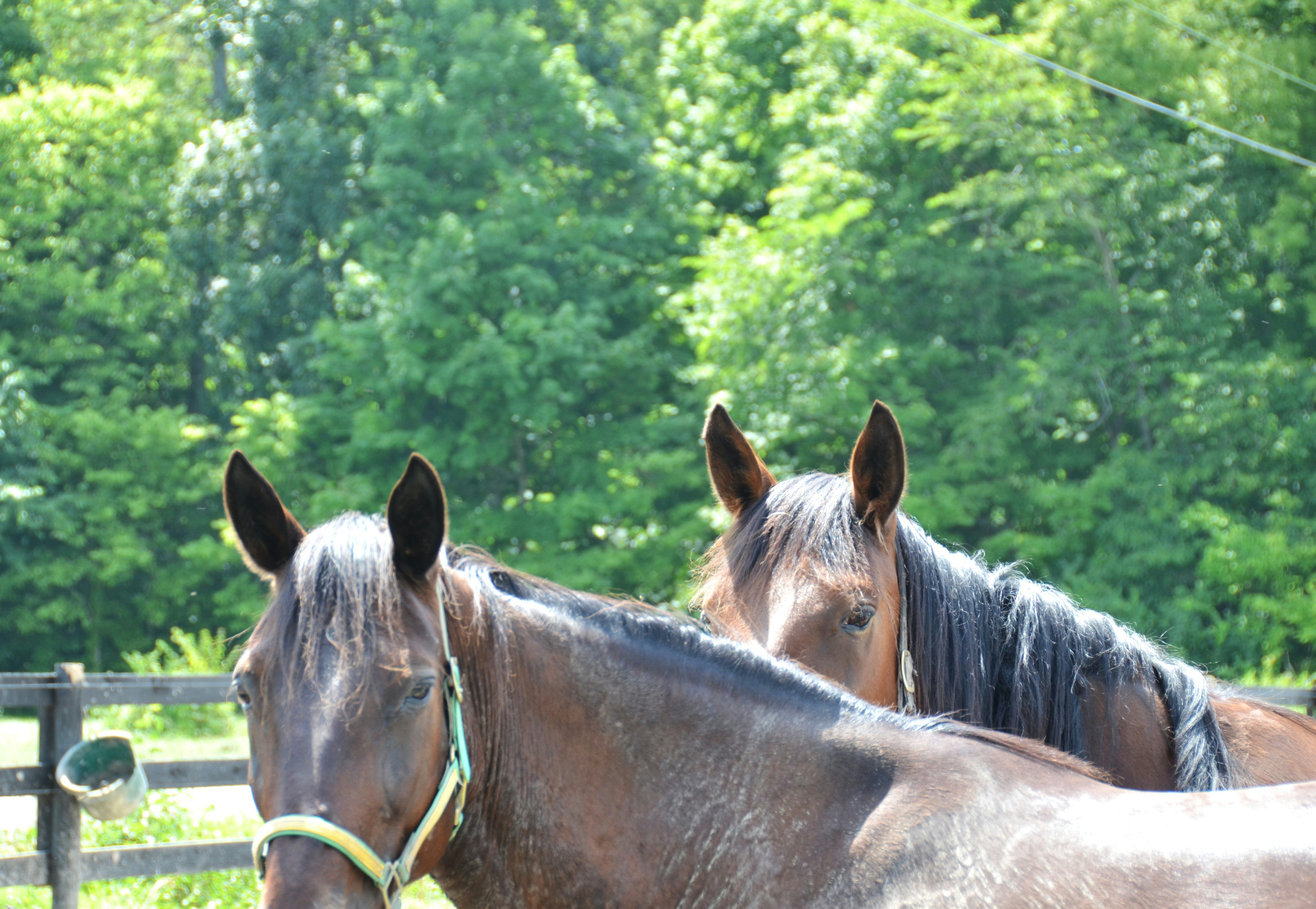Pair of Chestnut Horses waiting for a rider