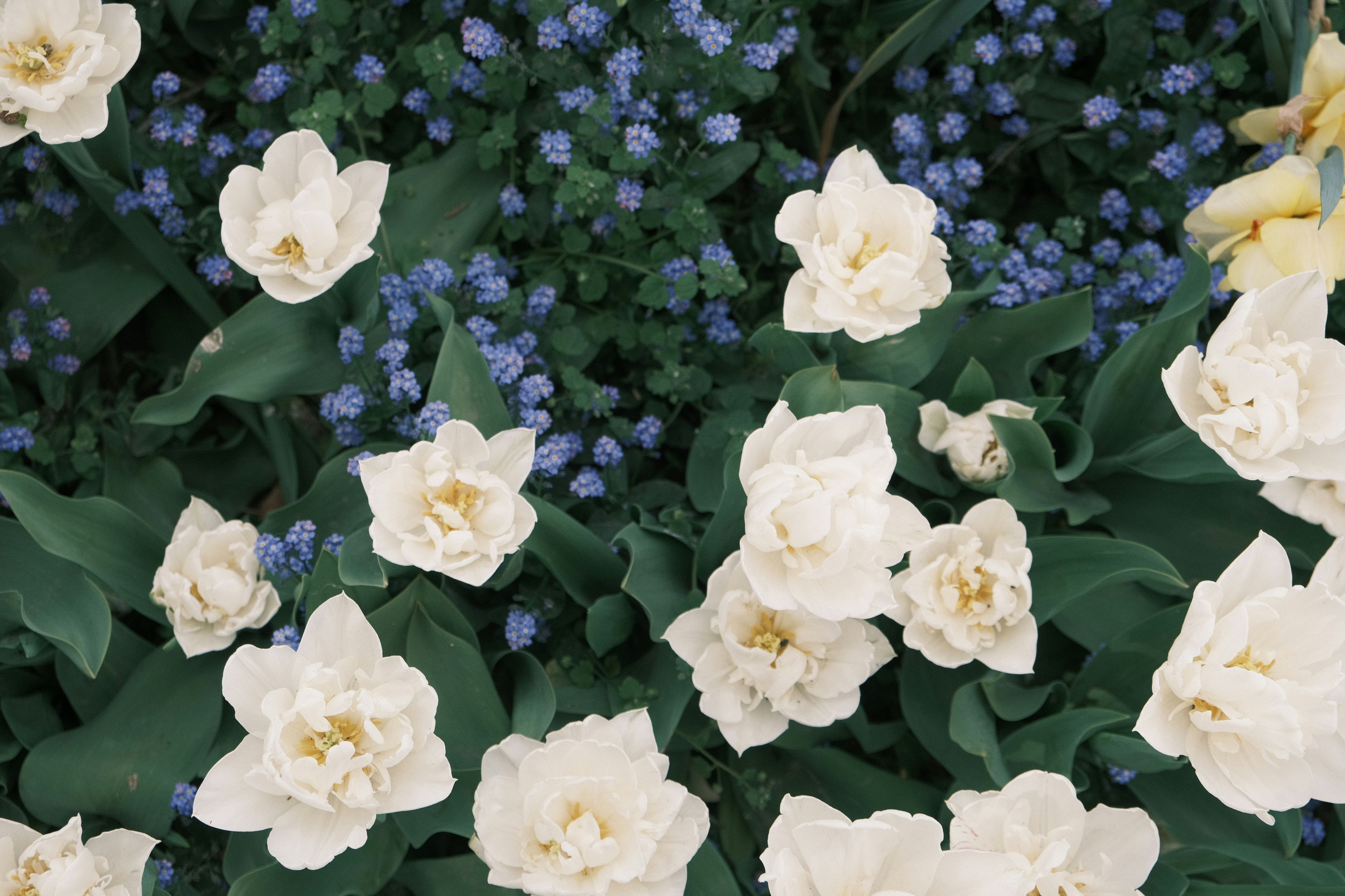 Whispers of Ivory Blooms in a Quiet Border