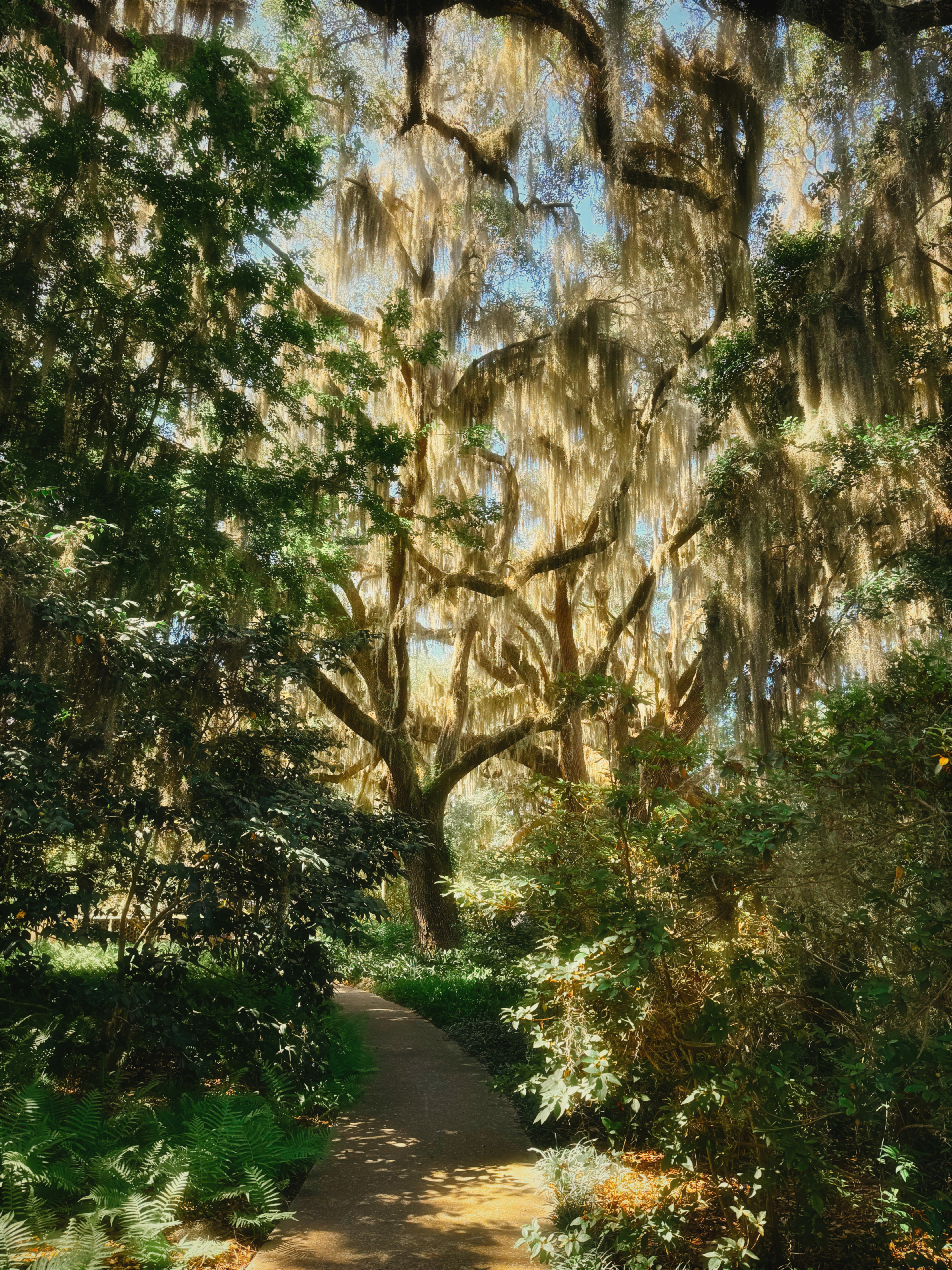 Sunlit Fern Alley Beneath Spanish Moss-Draped Oaks
