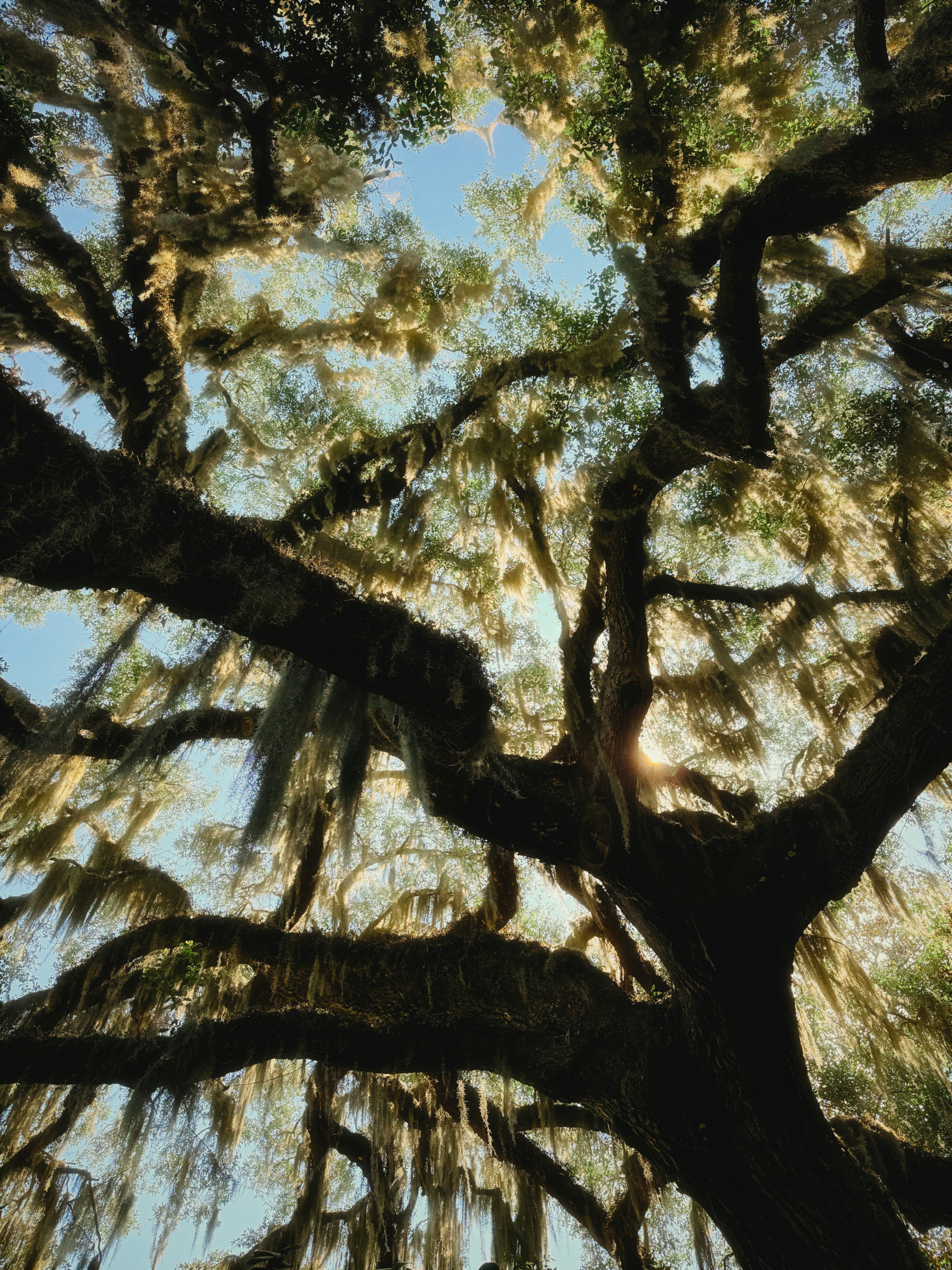 Crowning Canopy: Sunlight Through Old Oaks