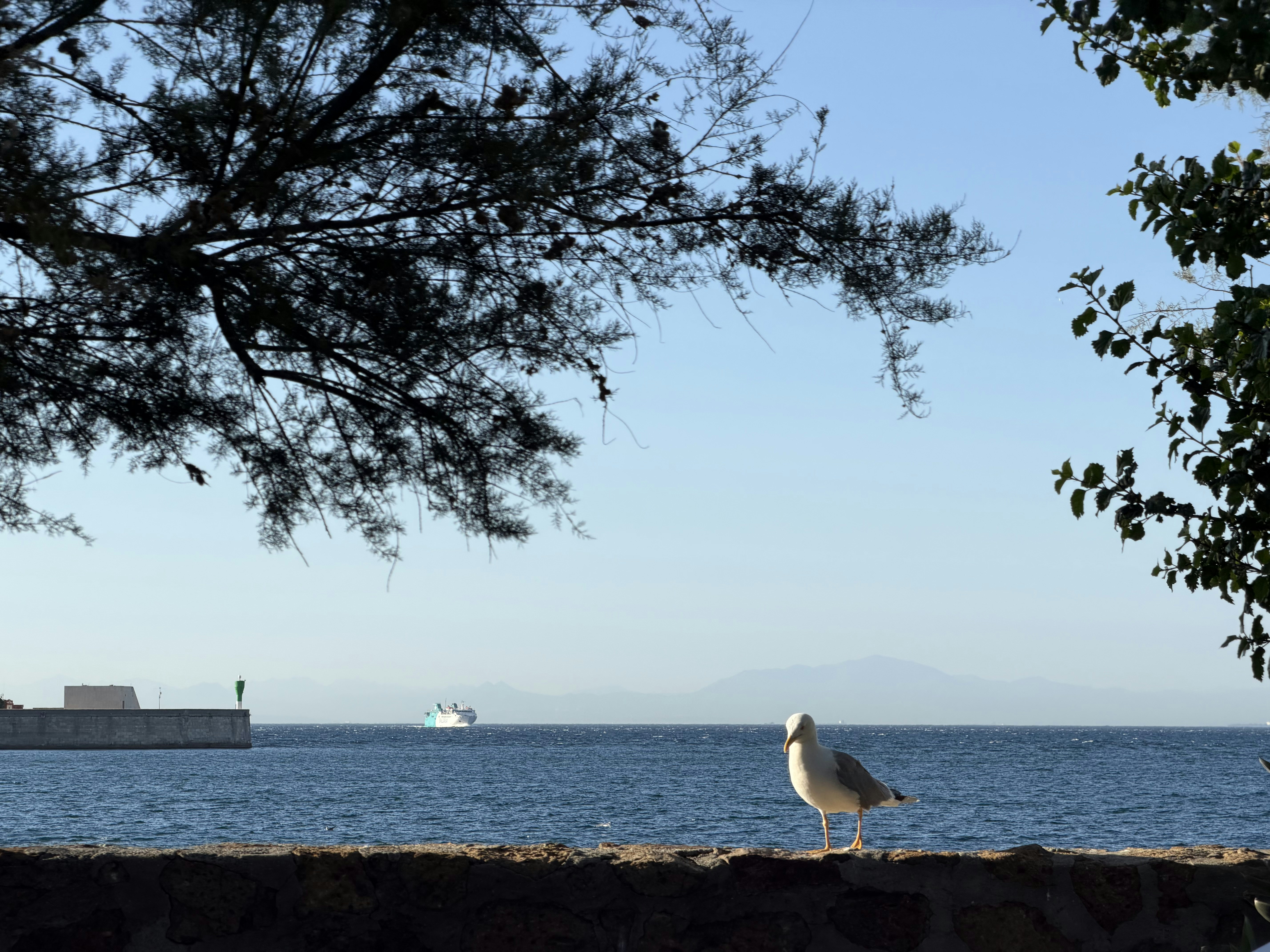 Seabird Watch: Lone Gull at the Edge of the Breakwater