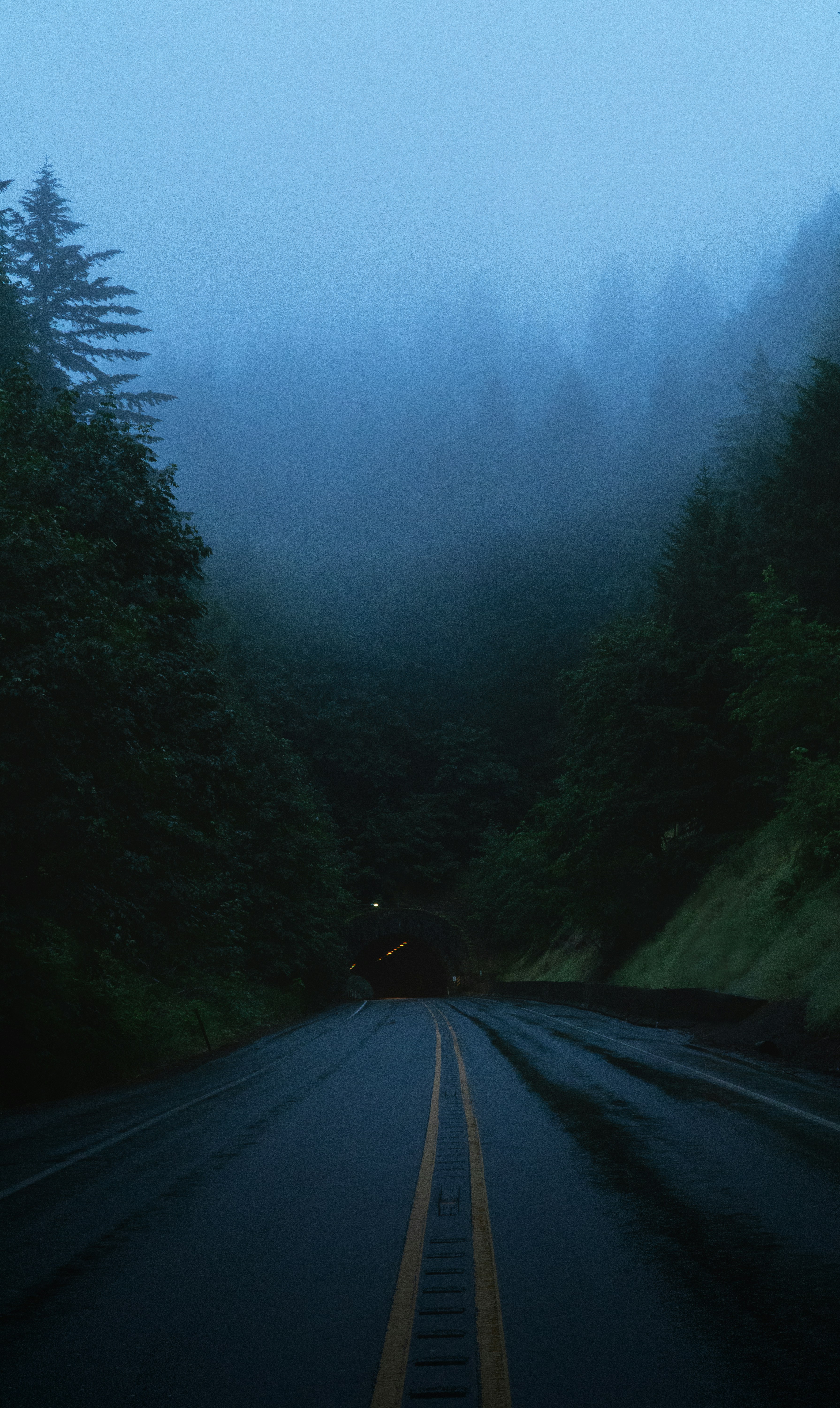 Fogbound Tunnel of Pines on a Rainy Highway