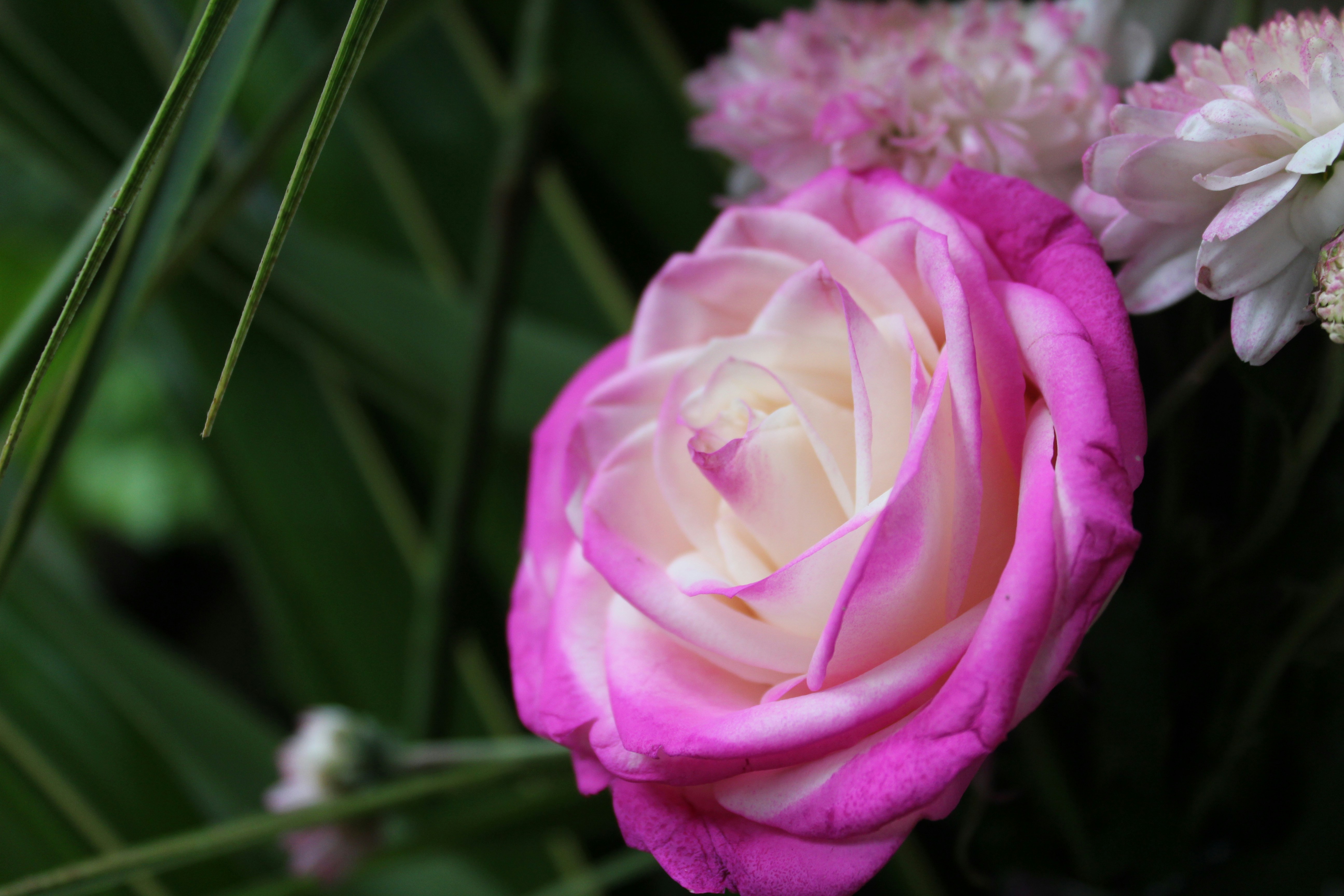 Petal Bloom: A Pink-White Rose in Garden Light
