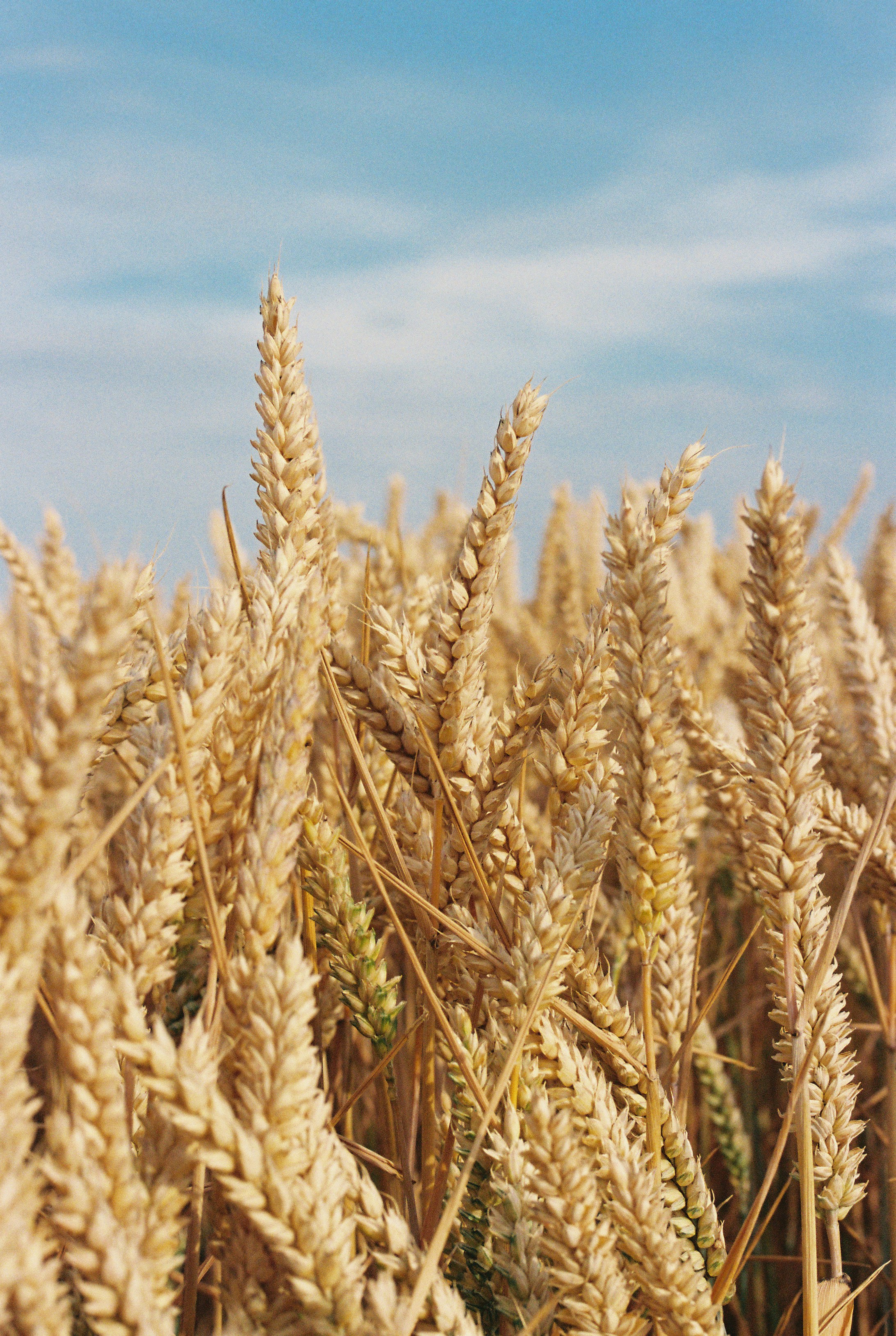 Golden Wheat Breathes Under a Wide Sky