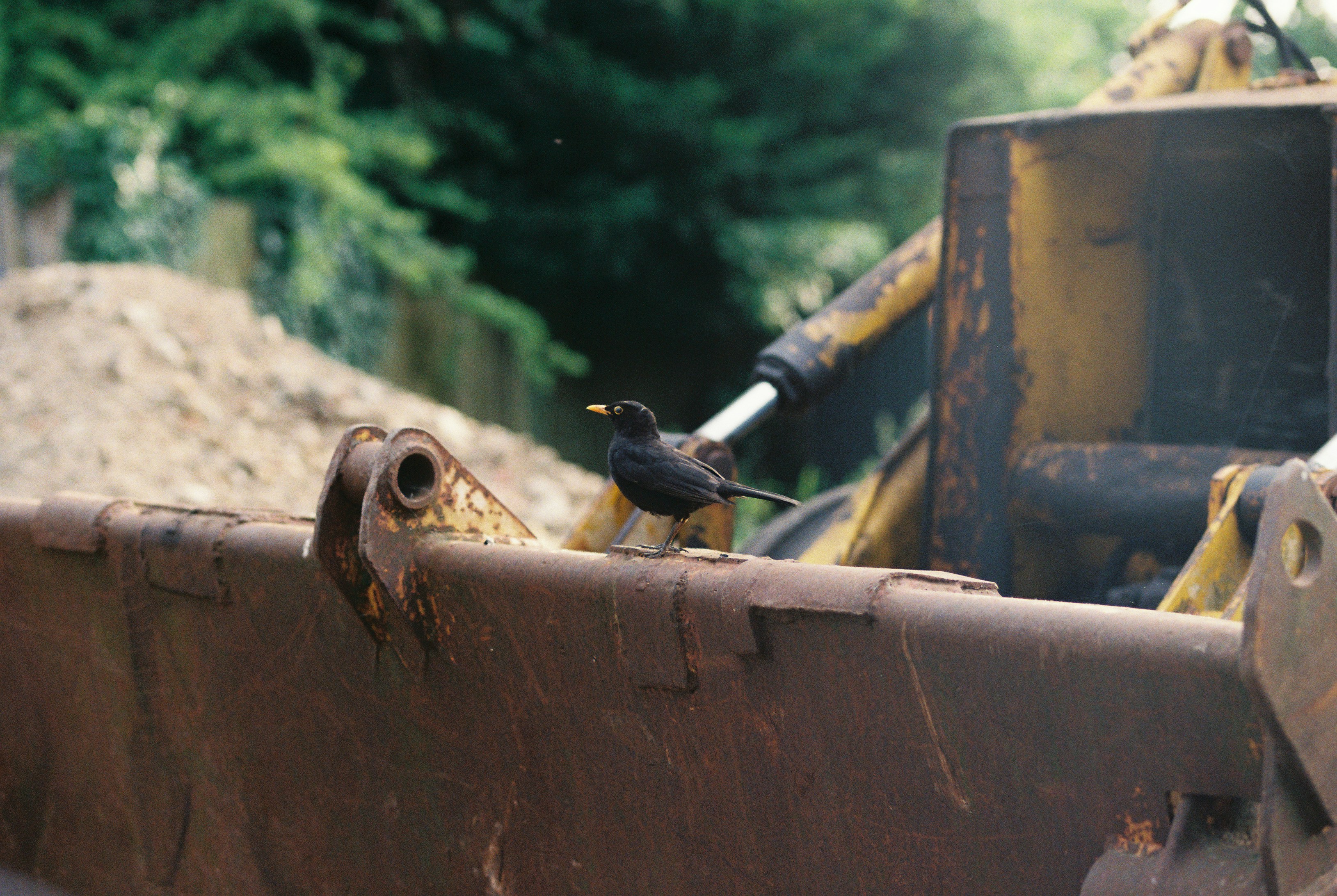 A Lone Bird Perches on Rusted Machinery Amid Construction Debris