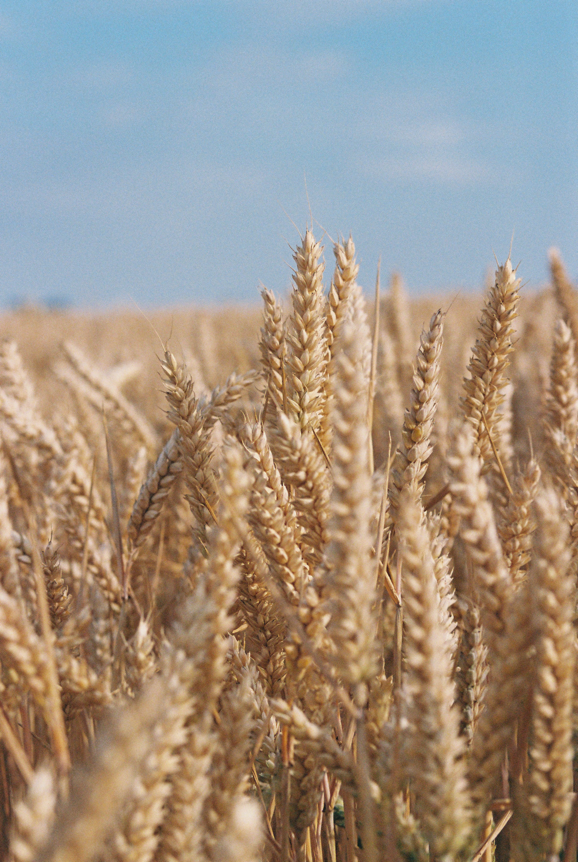 Golden Wheat Horizon: A Field of Sunlit Heads