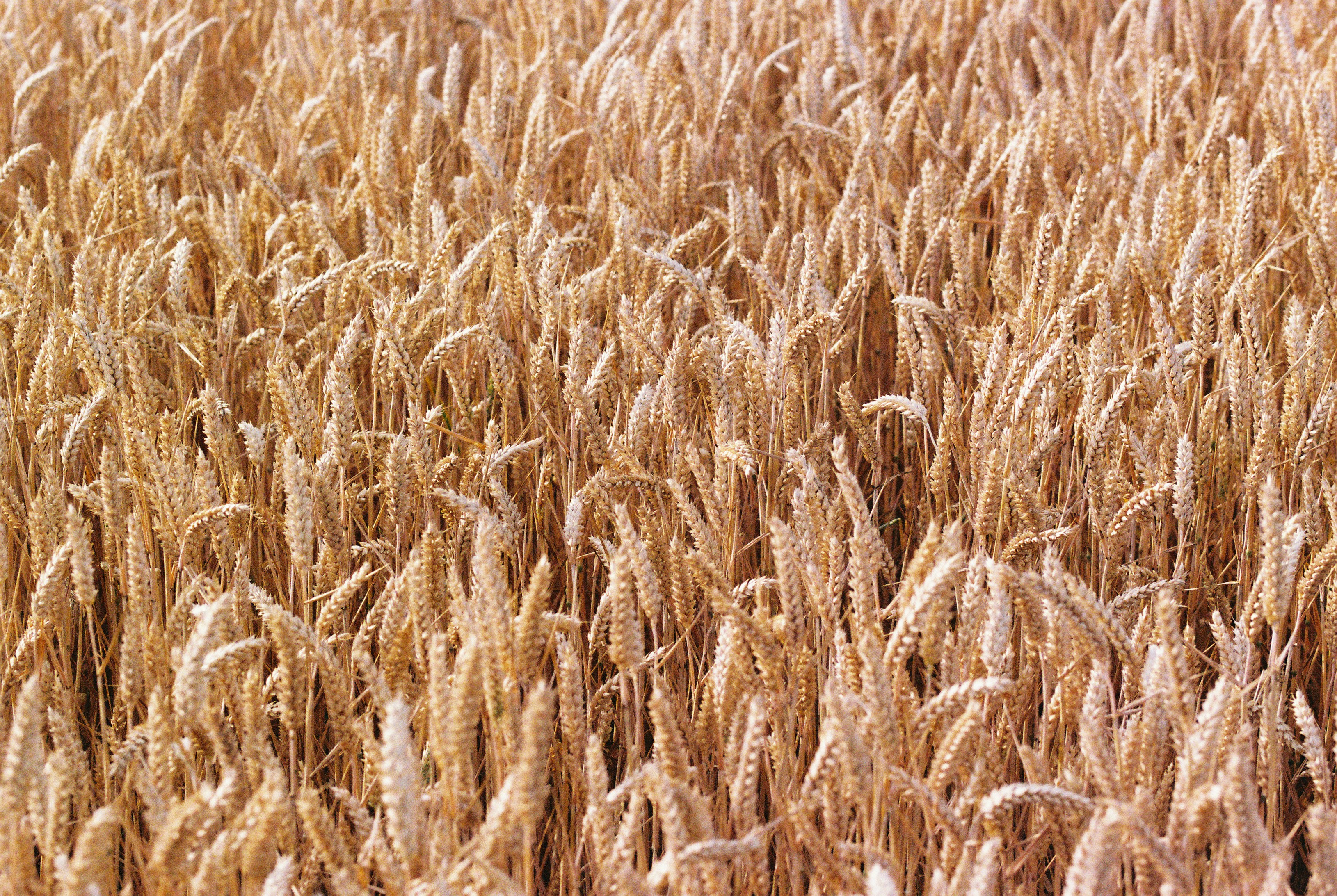 Golden Grain Field: Heads of Wheat in Late Summer Light