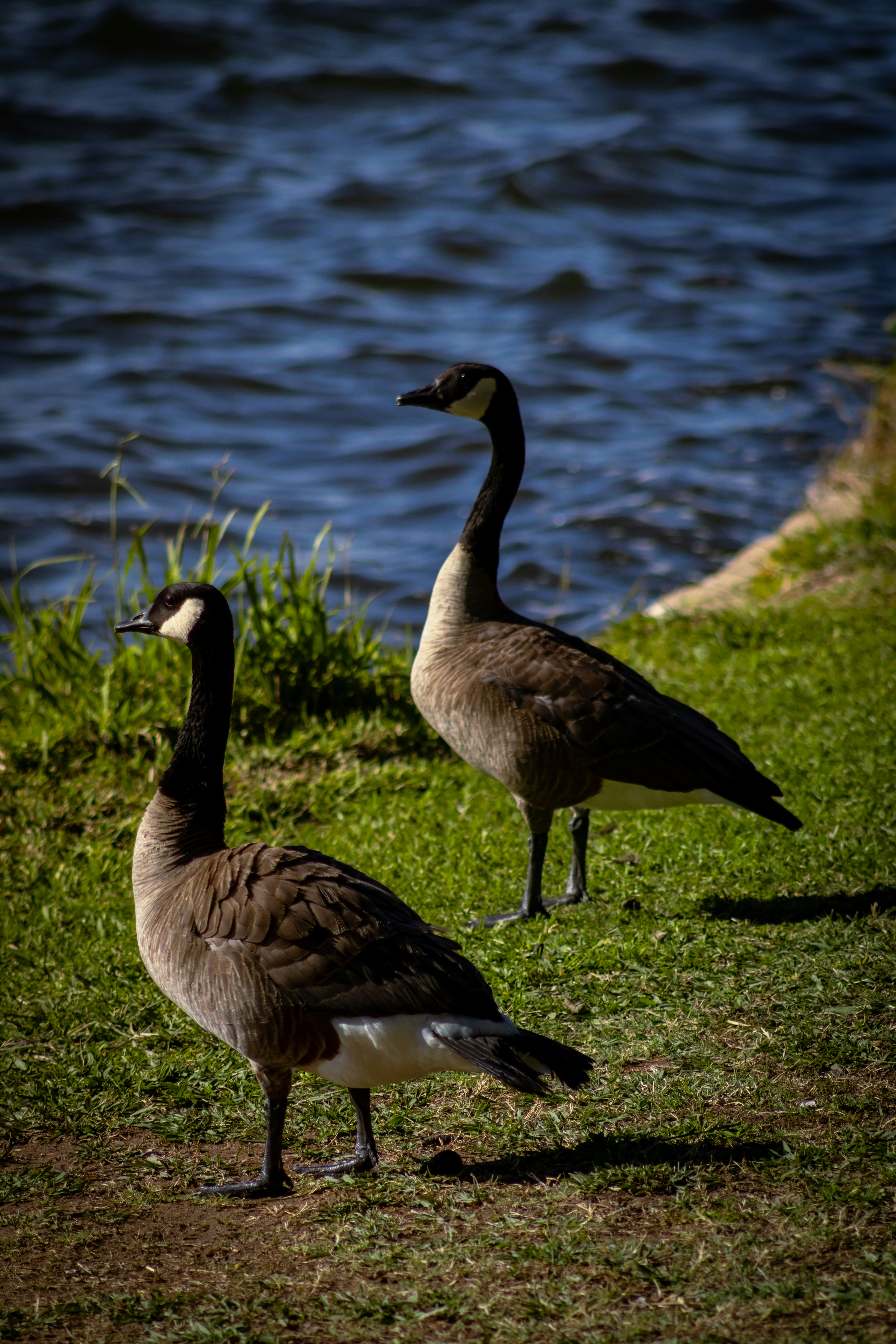 Two Geese at the Water’s Edge