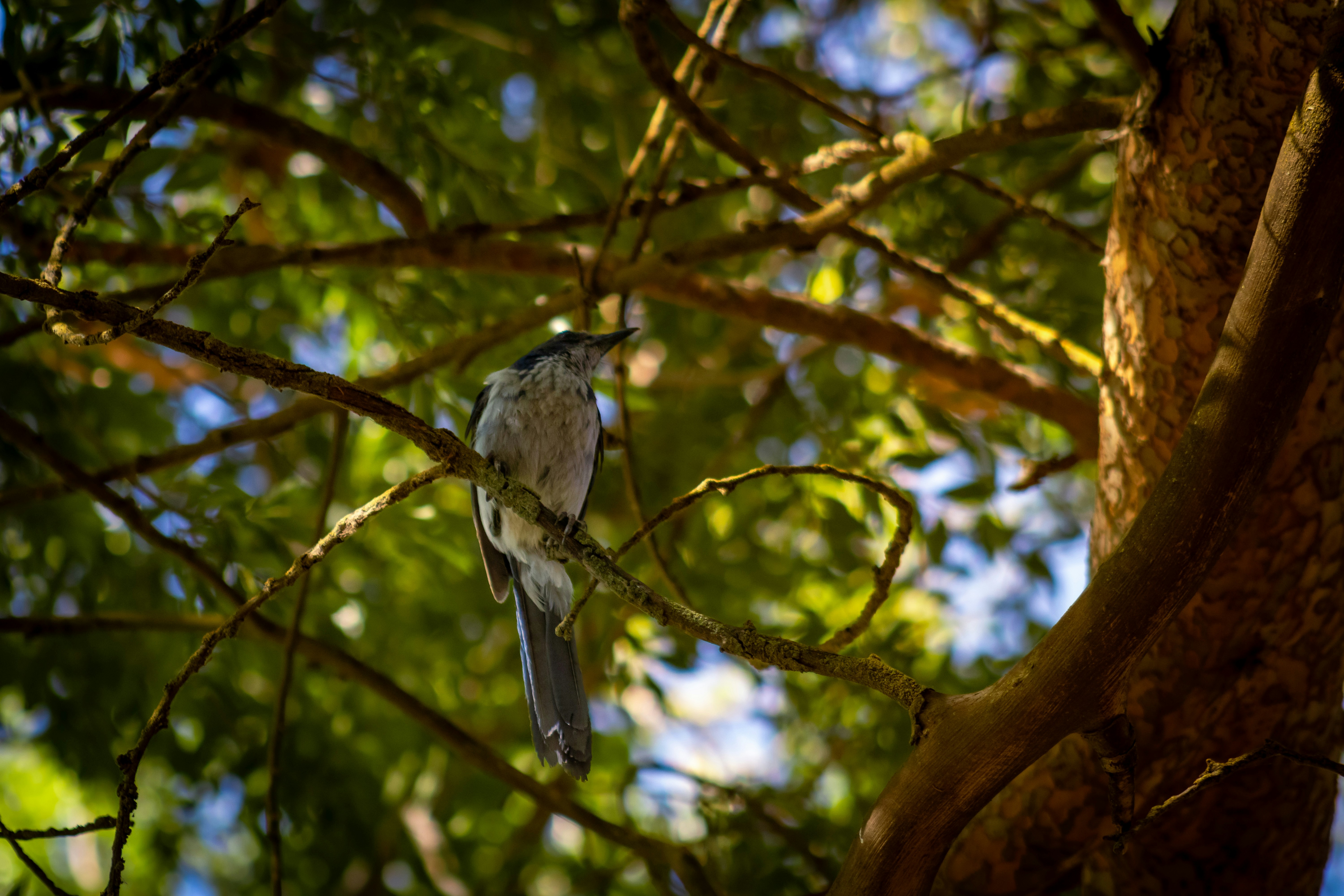 Perched in Dappled Light: A Songbird Among Cedar Branches