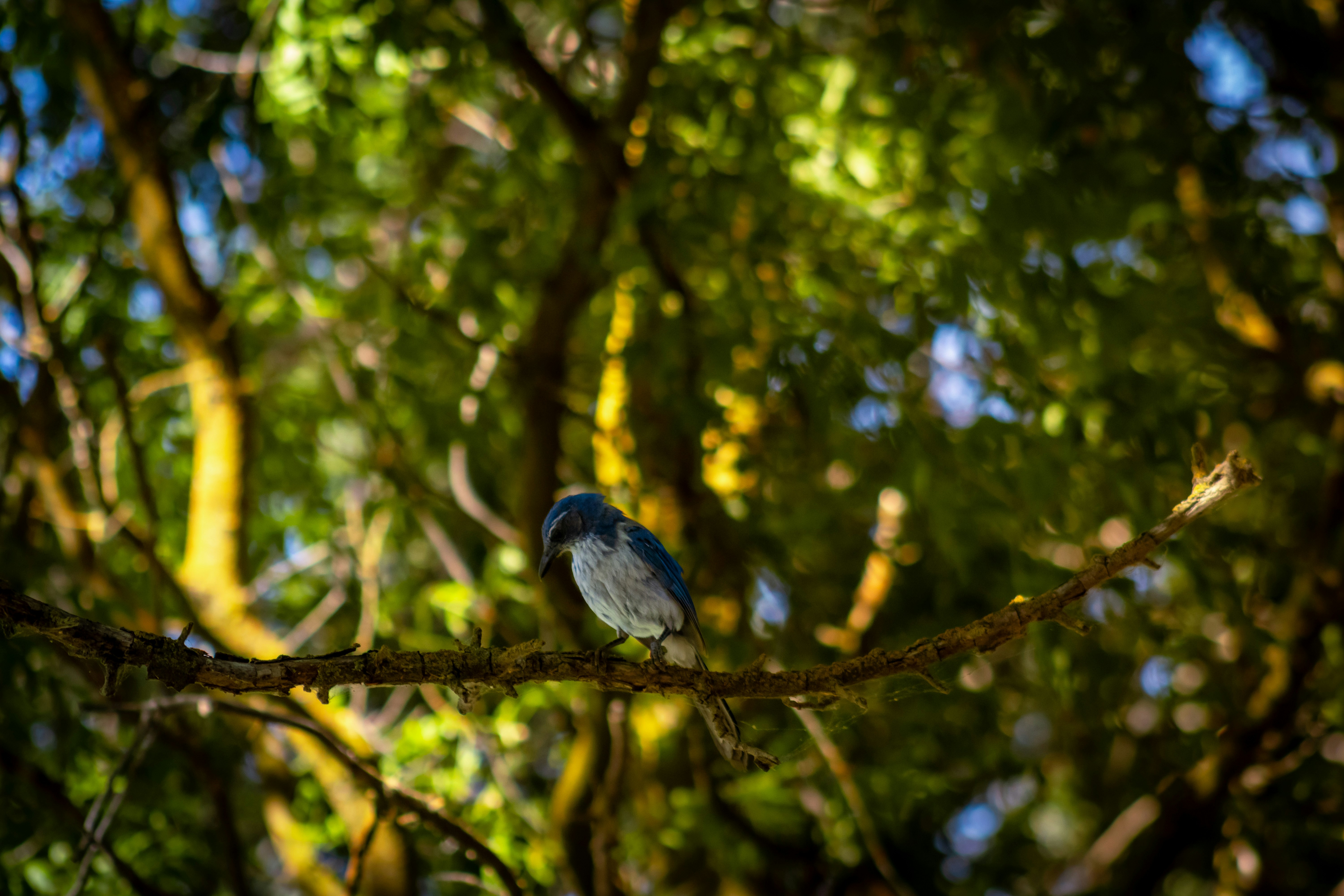 Blue-gray bird perched on a branch amid sunlit foliage, framed by a canopy of leaves.