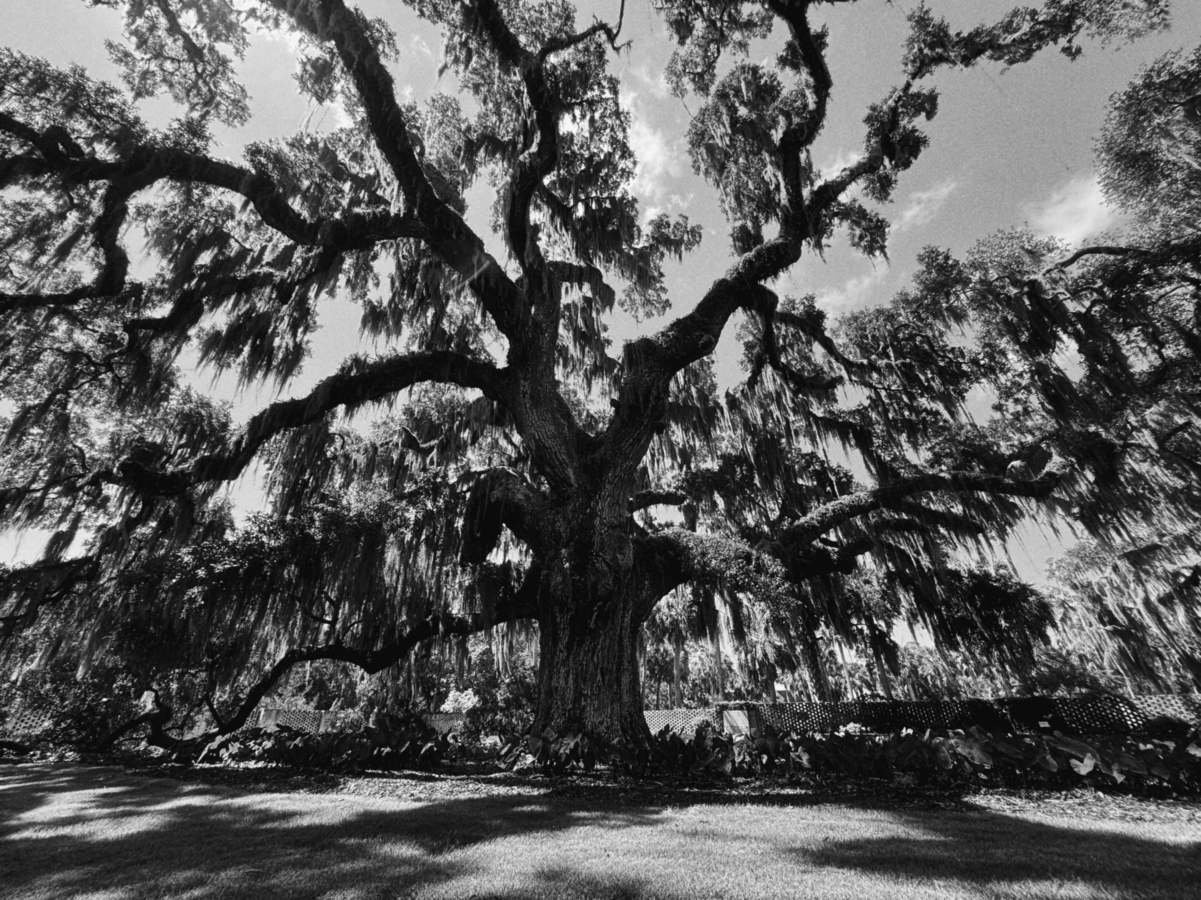 Ancient Willow: A Crown of Branches Reaching Toward the Sky