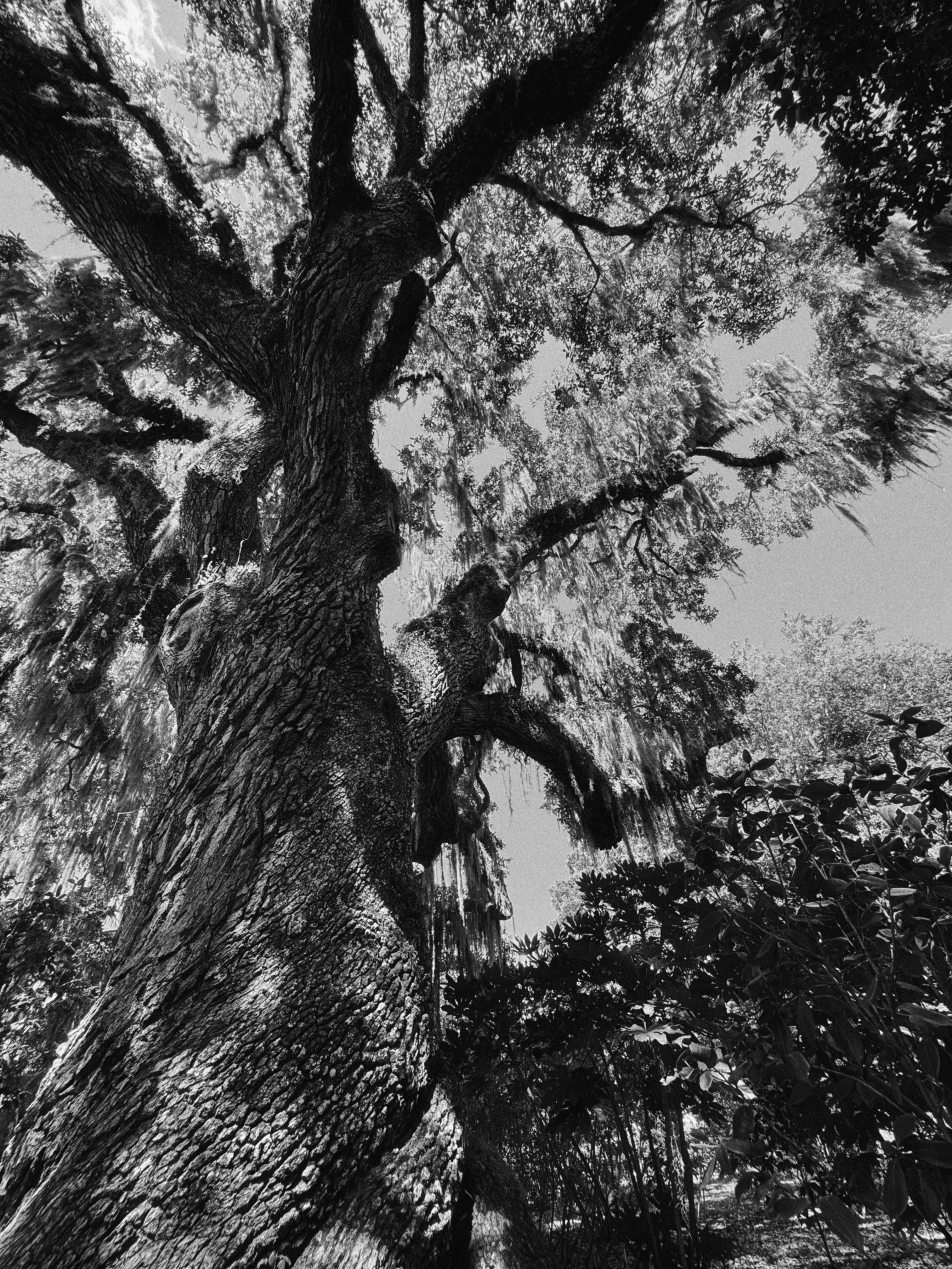 Gnarled Sentinel: A Tangled Cedar Reaching Toward the Light
