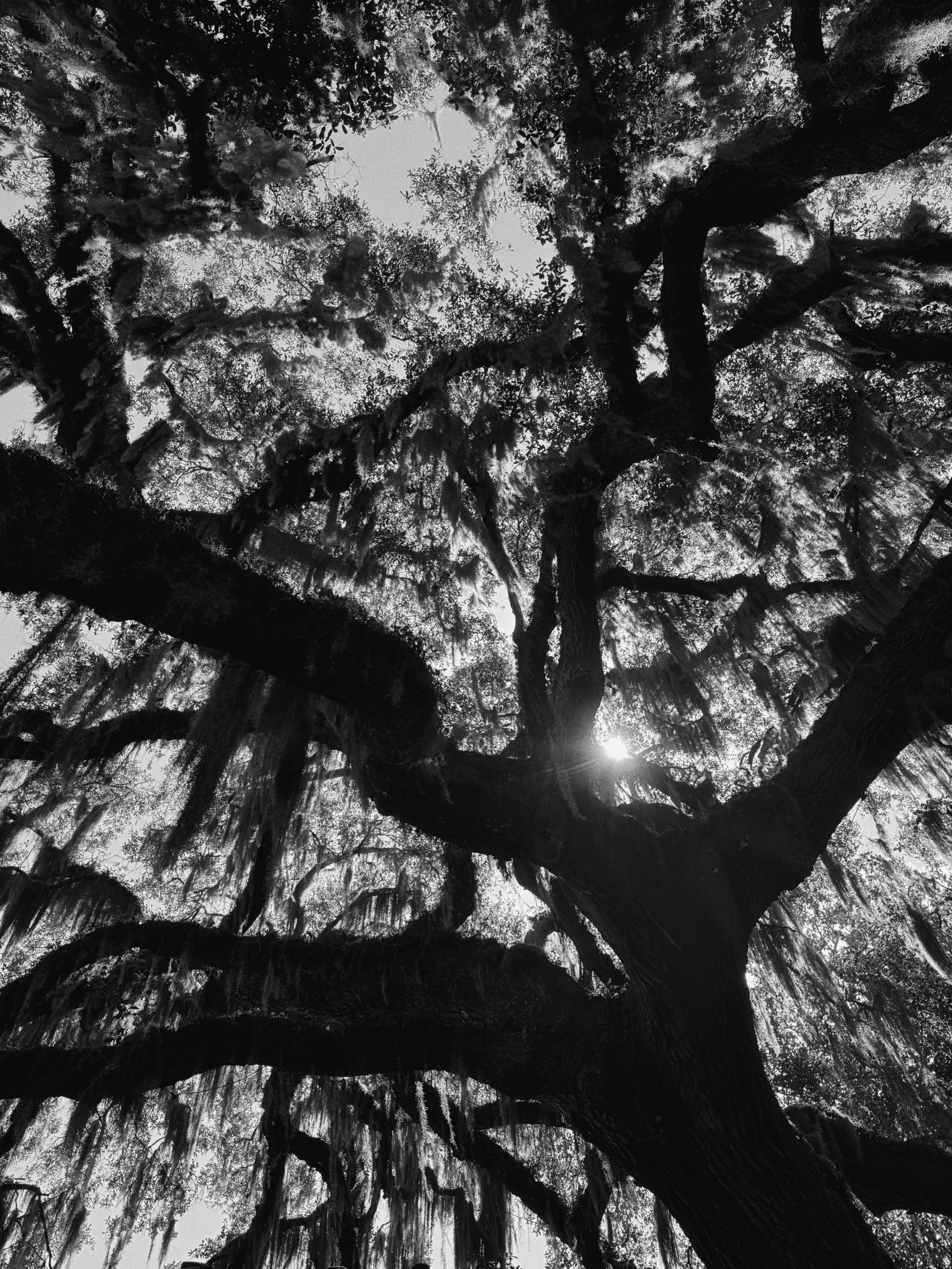 Sunlit Canopy: A Silhouette of Ancient Branches and Moss-draped Majesty