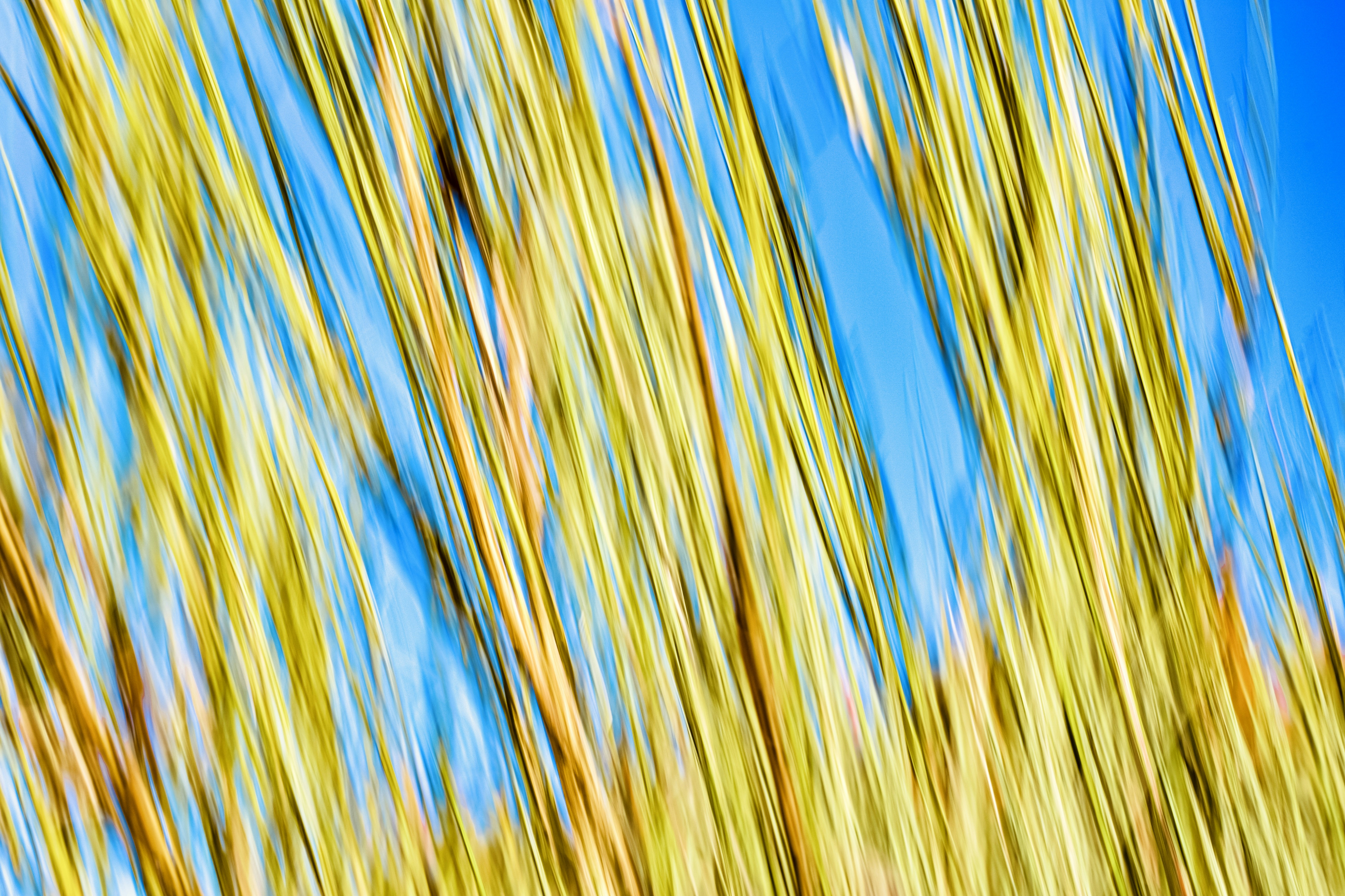 Sunlit Strokes: An Abstract Field of Blue and Gold in Motion