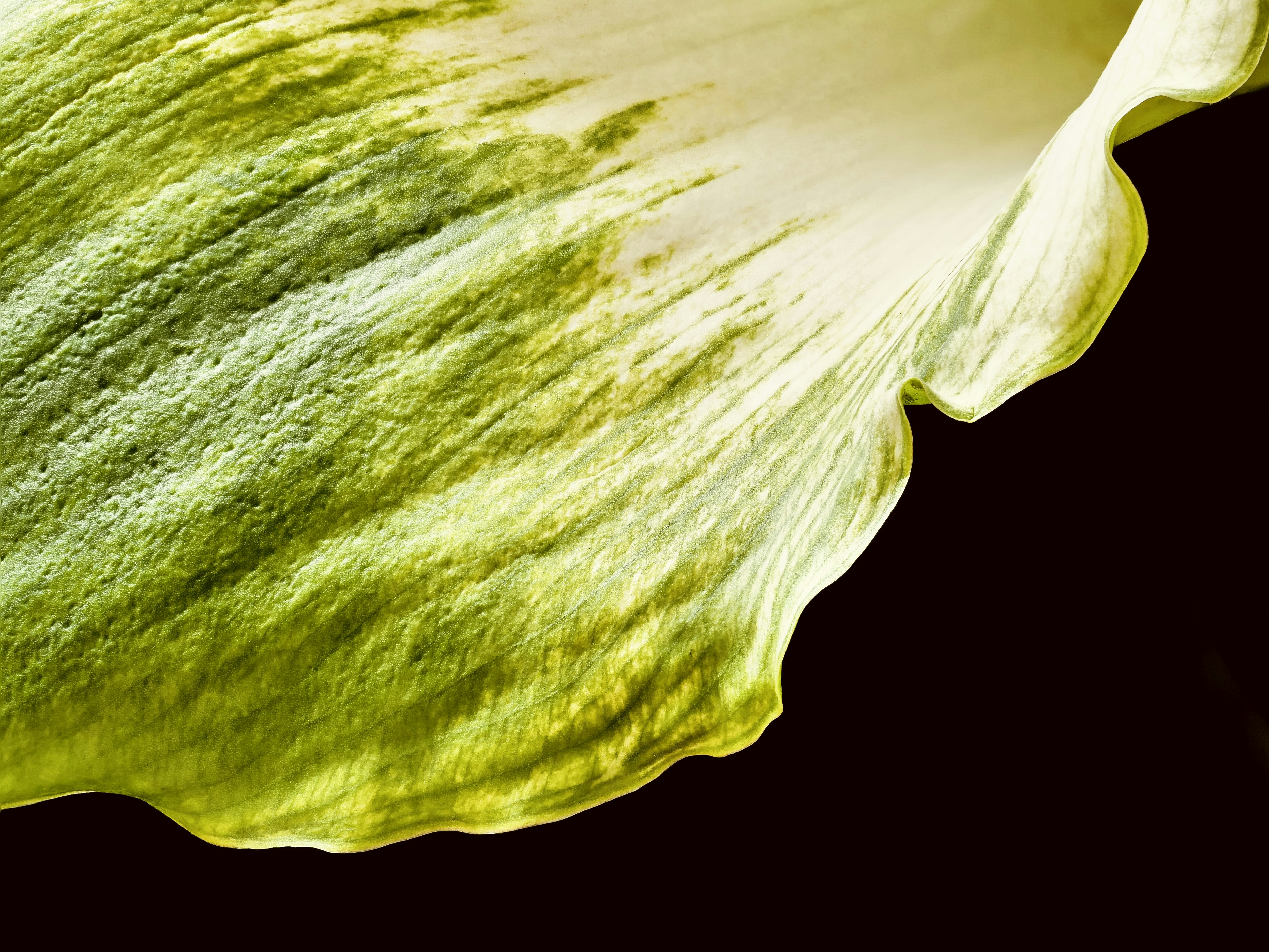Vibrant Curve: a Petal’s Green Cascade