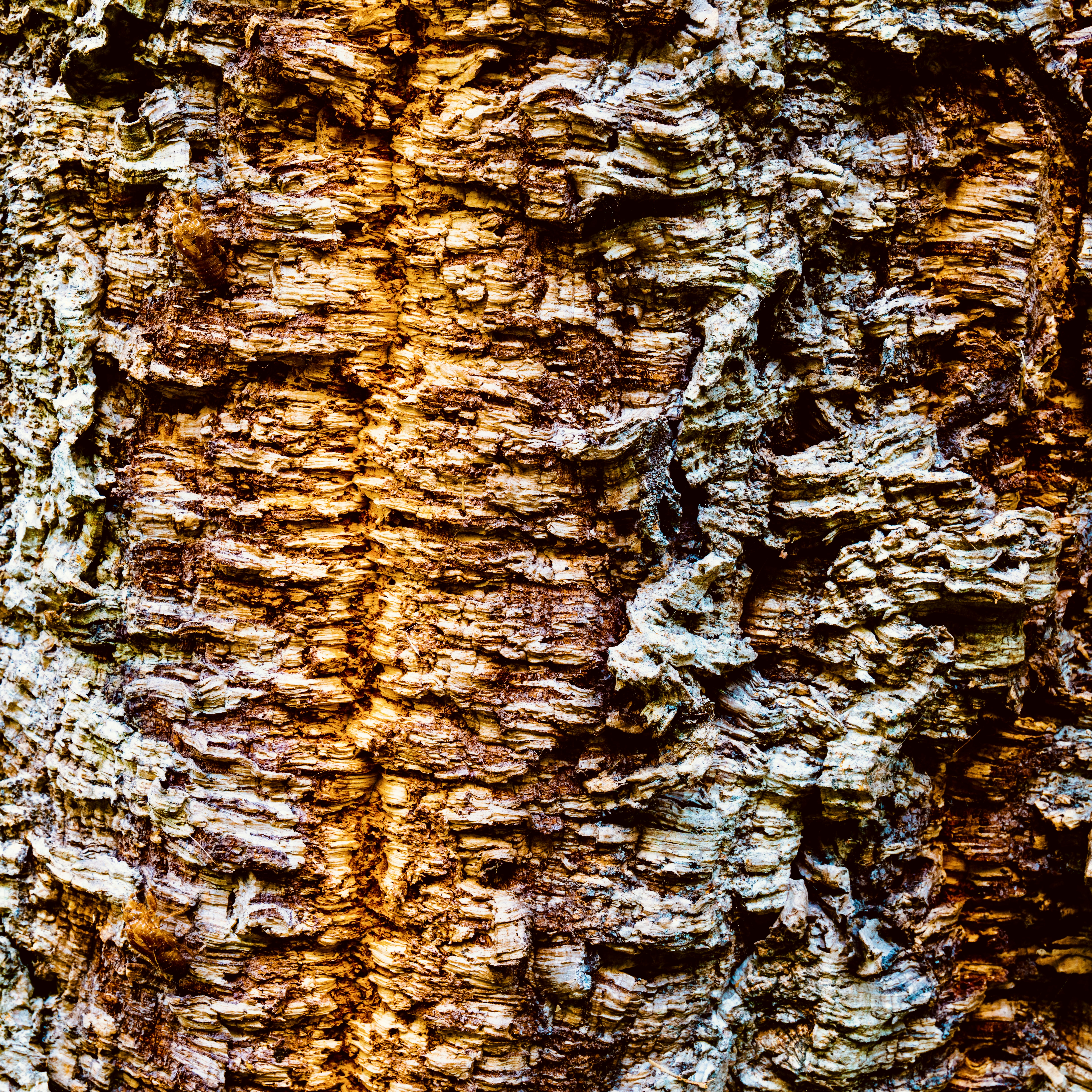 Rugged Bark: A Sunlit Relay of Texture and Color