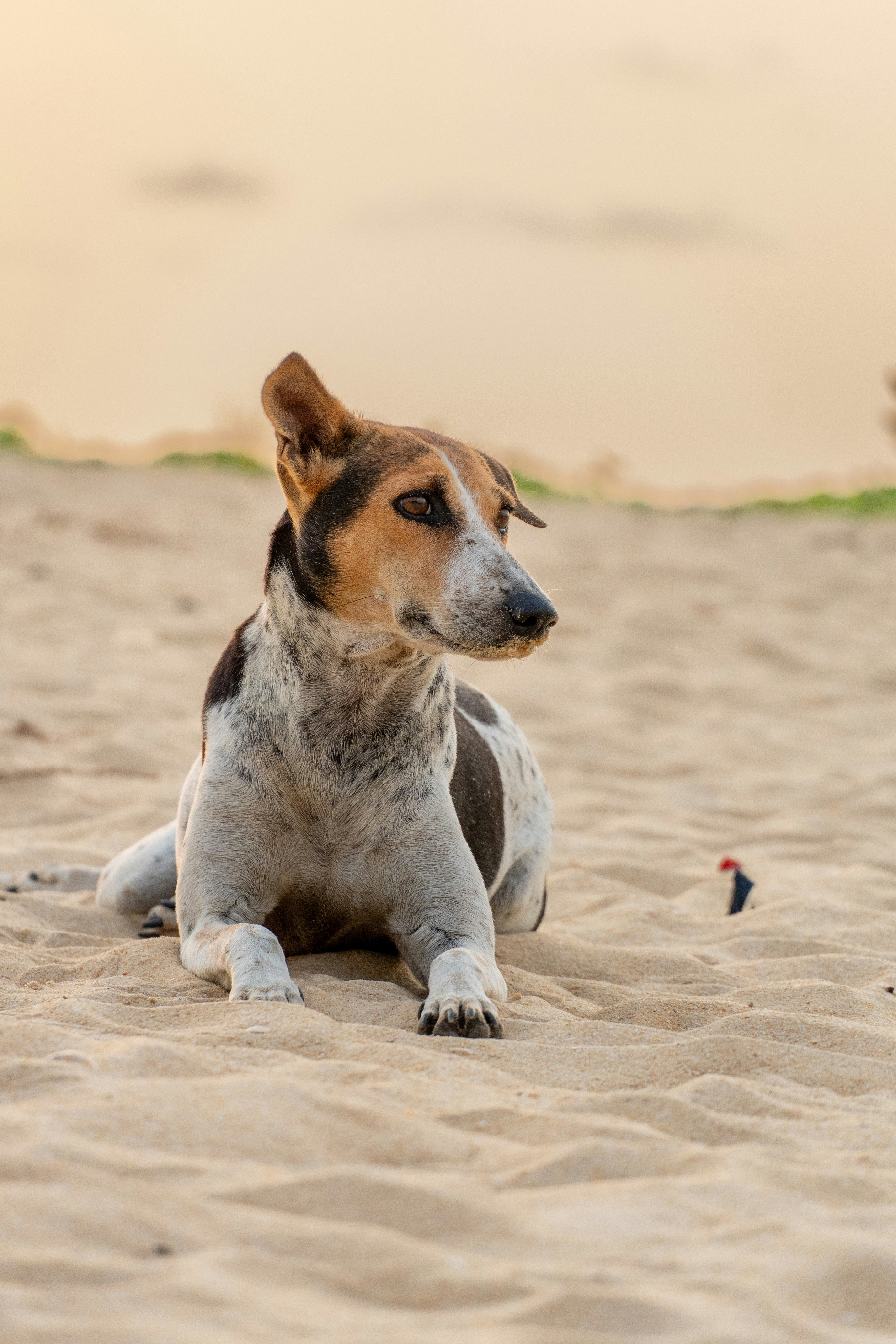 A calm beagle rests on sunlit beach sand with a distant blurred backdrop, showcasing a natural profile and attentive gaze; the scene appears as a candid outdoor moment, likely captured for a lifestyle or pet photography project.